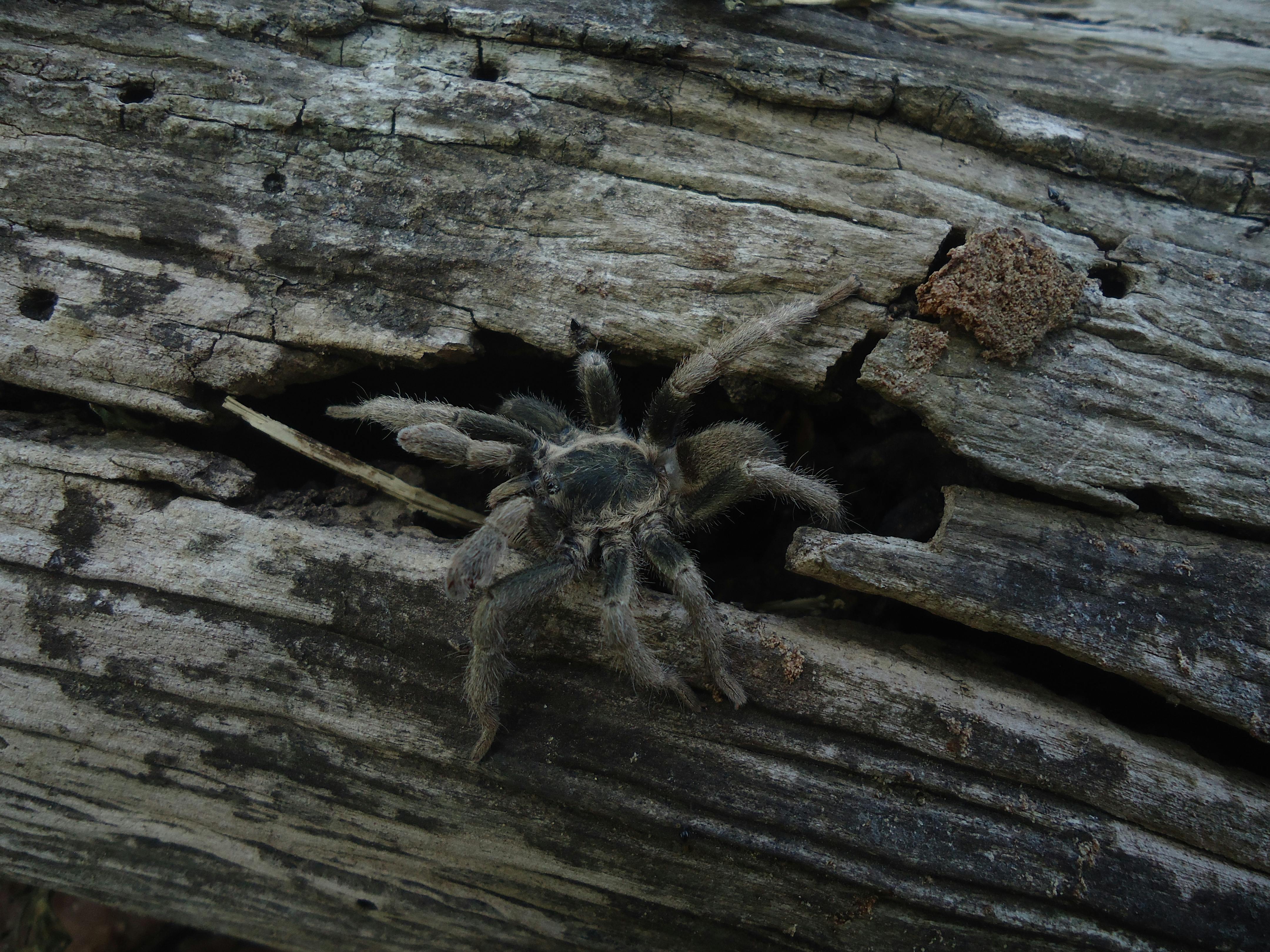 Black Spider · Free Stock Photo