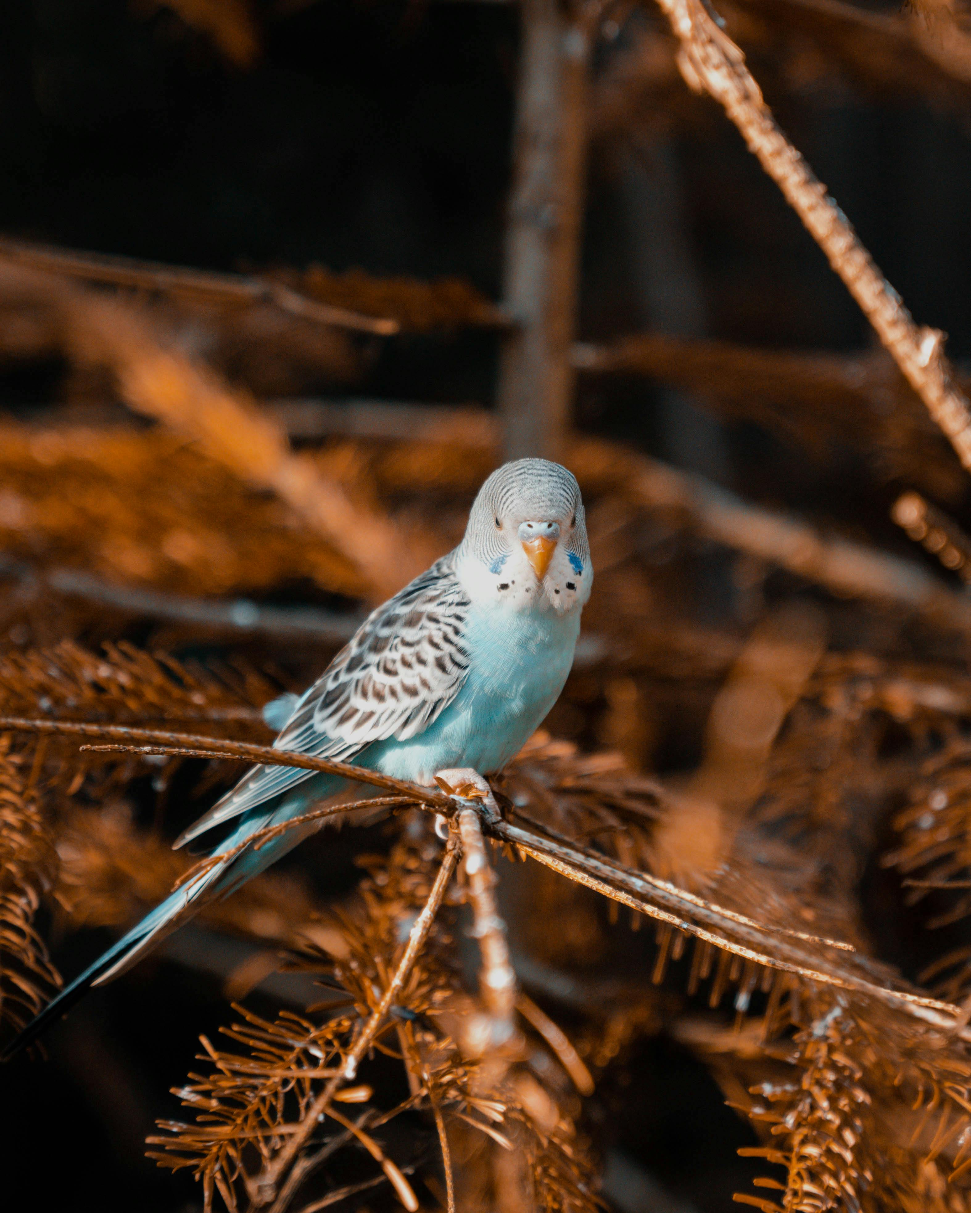 Budgerigar Parrot in Nature · Free Stock Photo