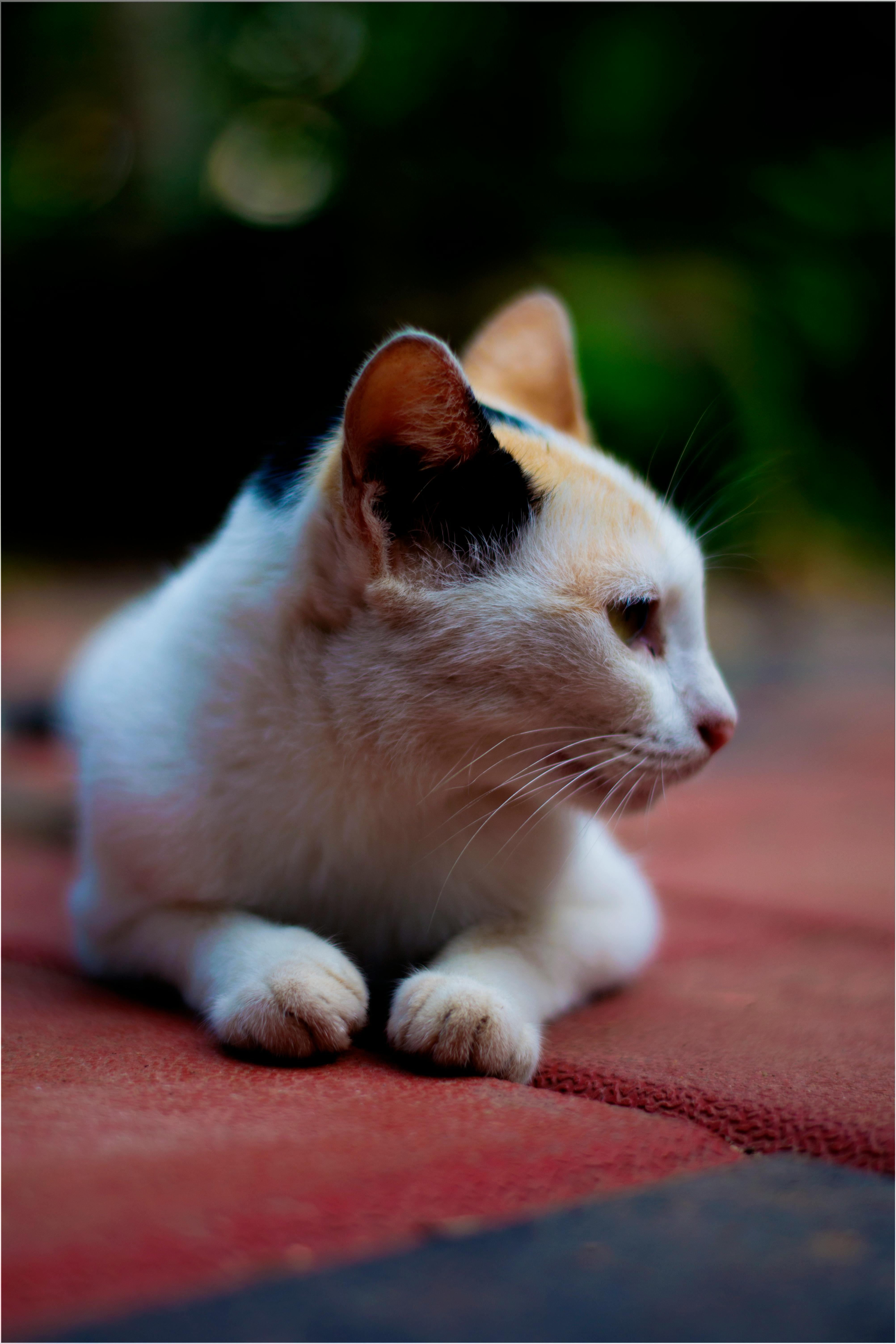 Cat looking left · Free Stock Photo