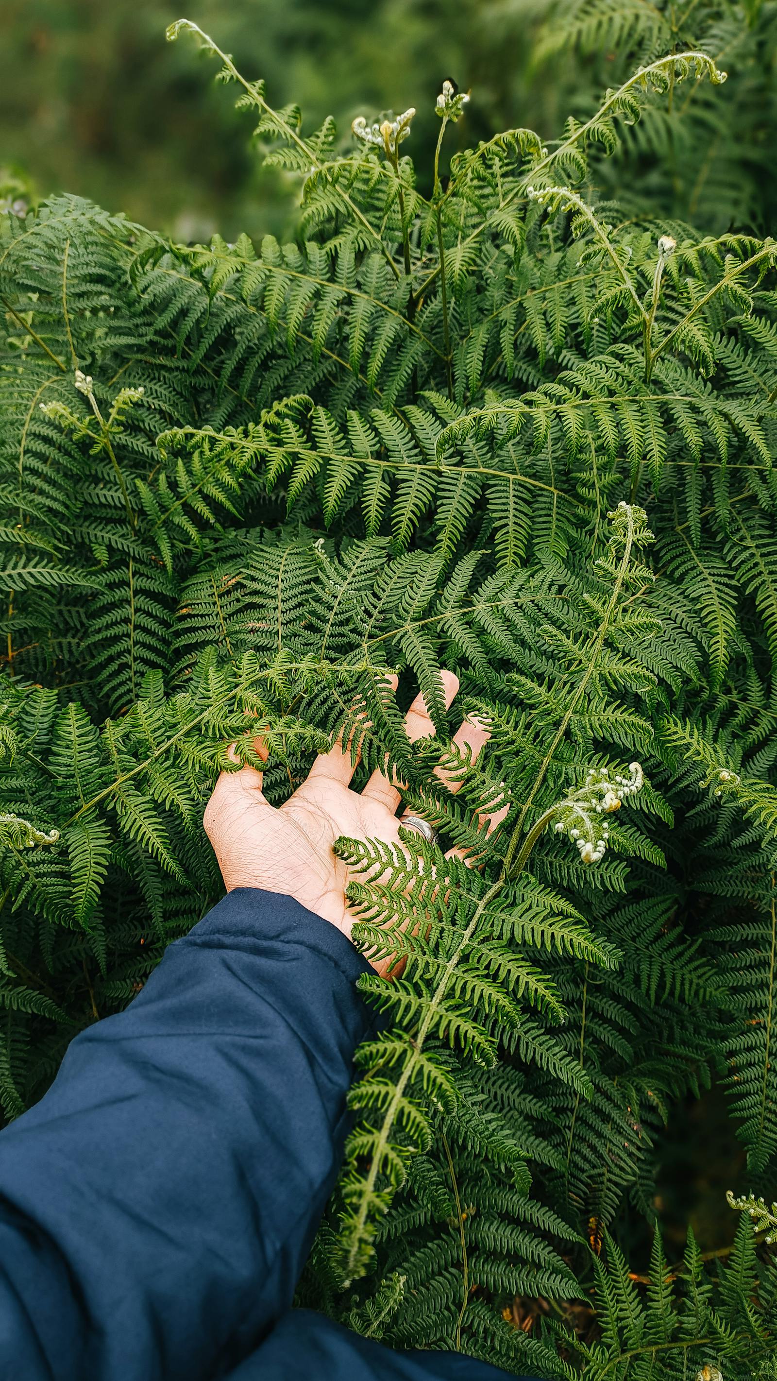 Green Mate Photos, Download The BEST Free Green Mate Stock Photos & HD ...