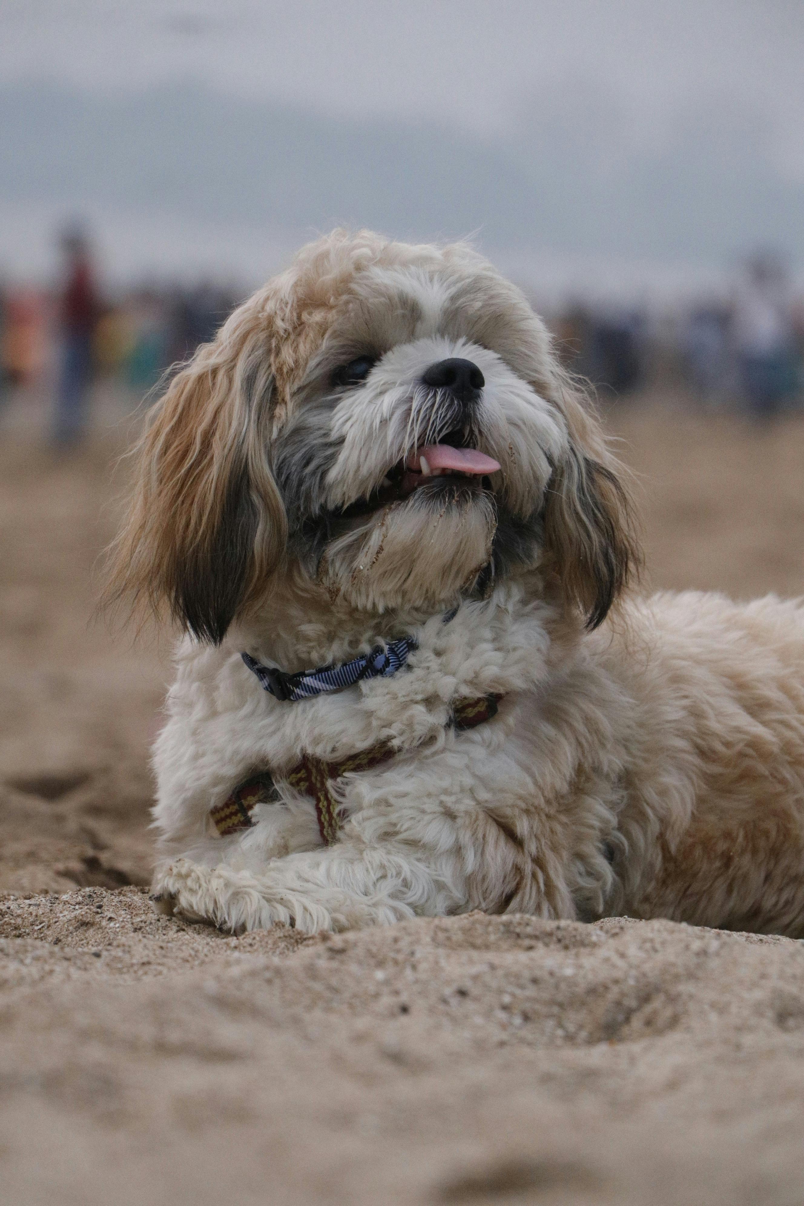 Scruffy Dog at Beach · Free Stock Photo