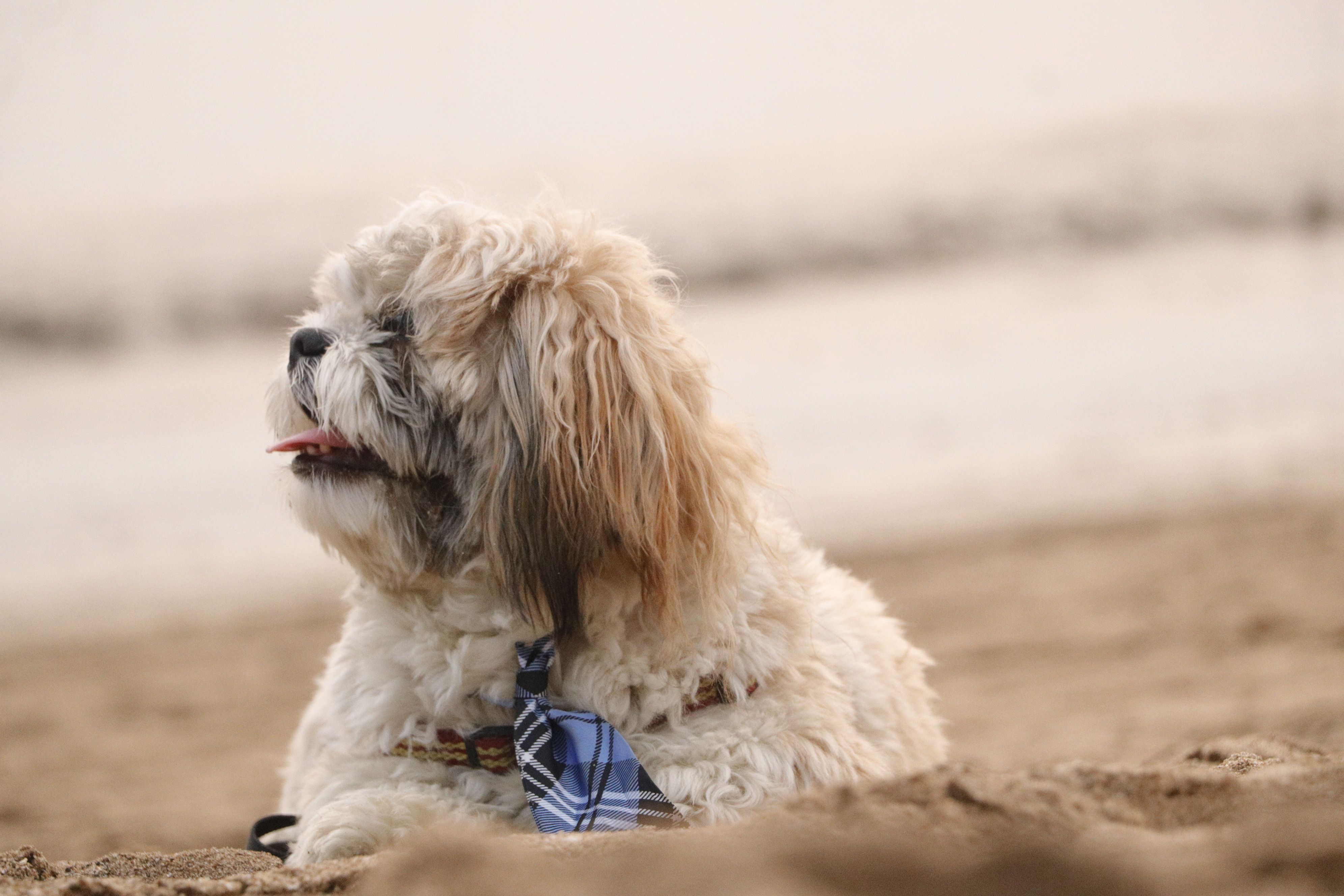 Dog 12 Photos & Videos Collected by Naitik Dodiya