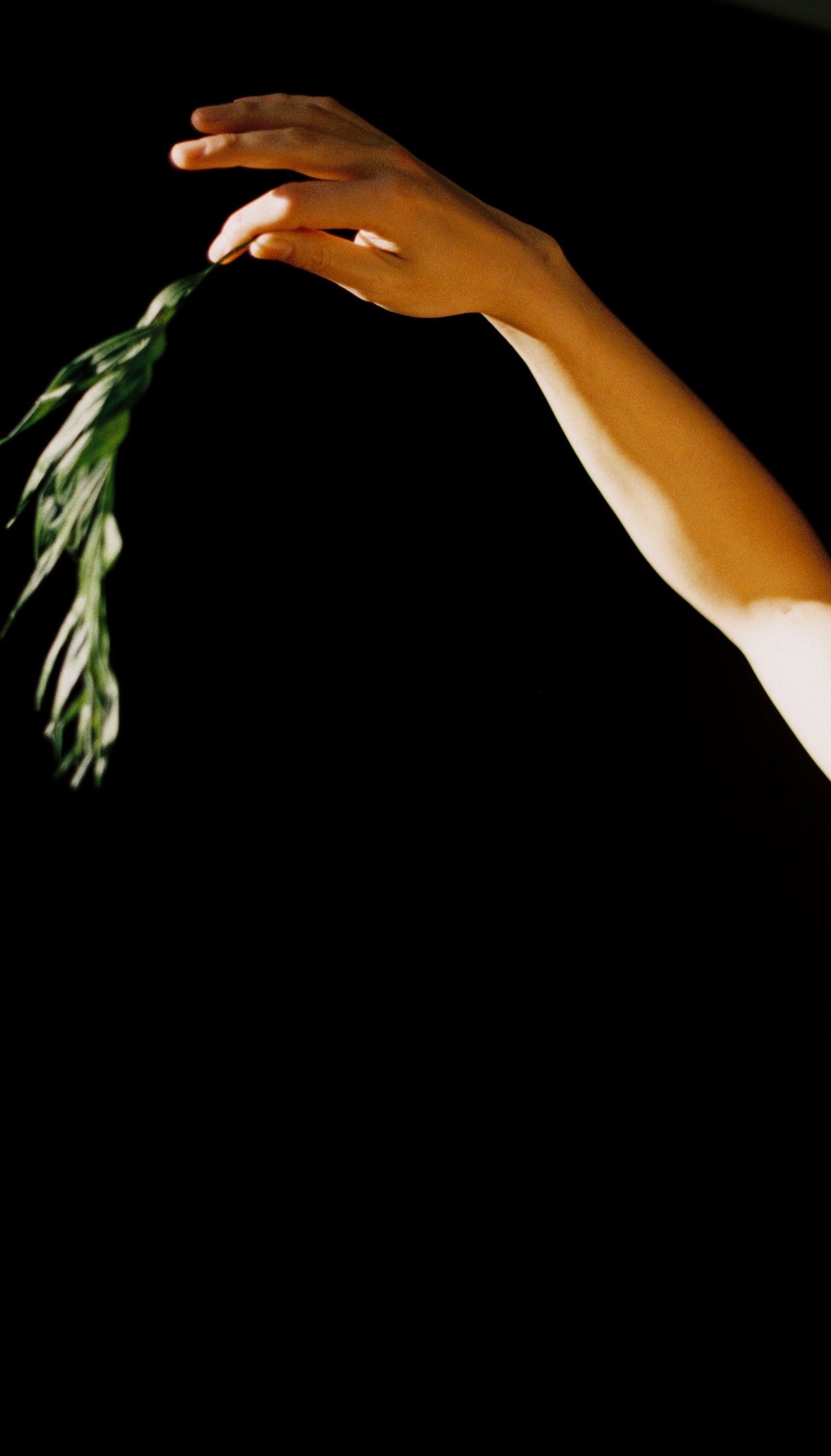 Hand with Leaves · Free Stock Photo