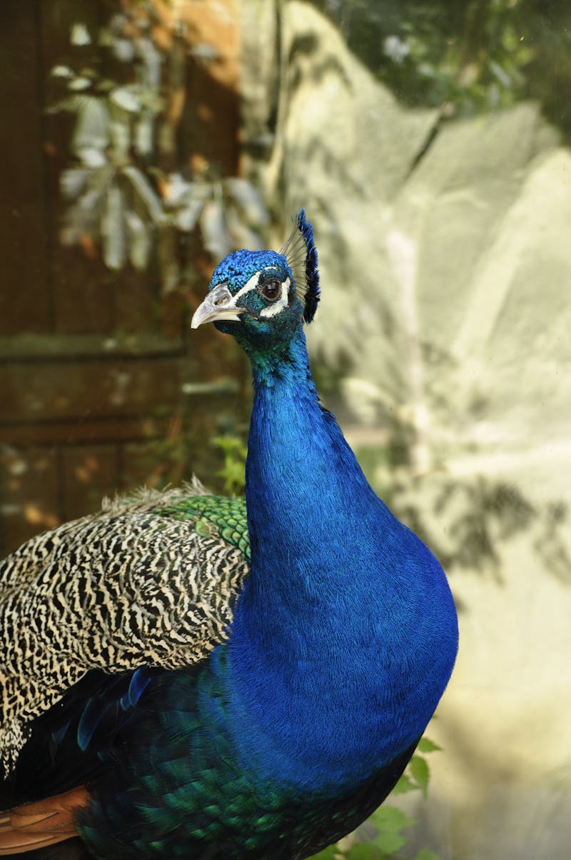 Peacock Full Photos, Download The BEST Free Peacock Full Stock Photos ...