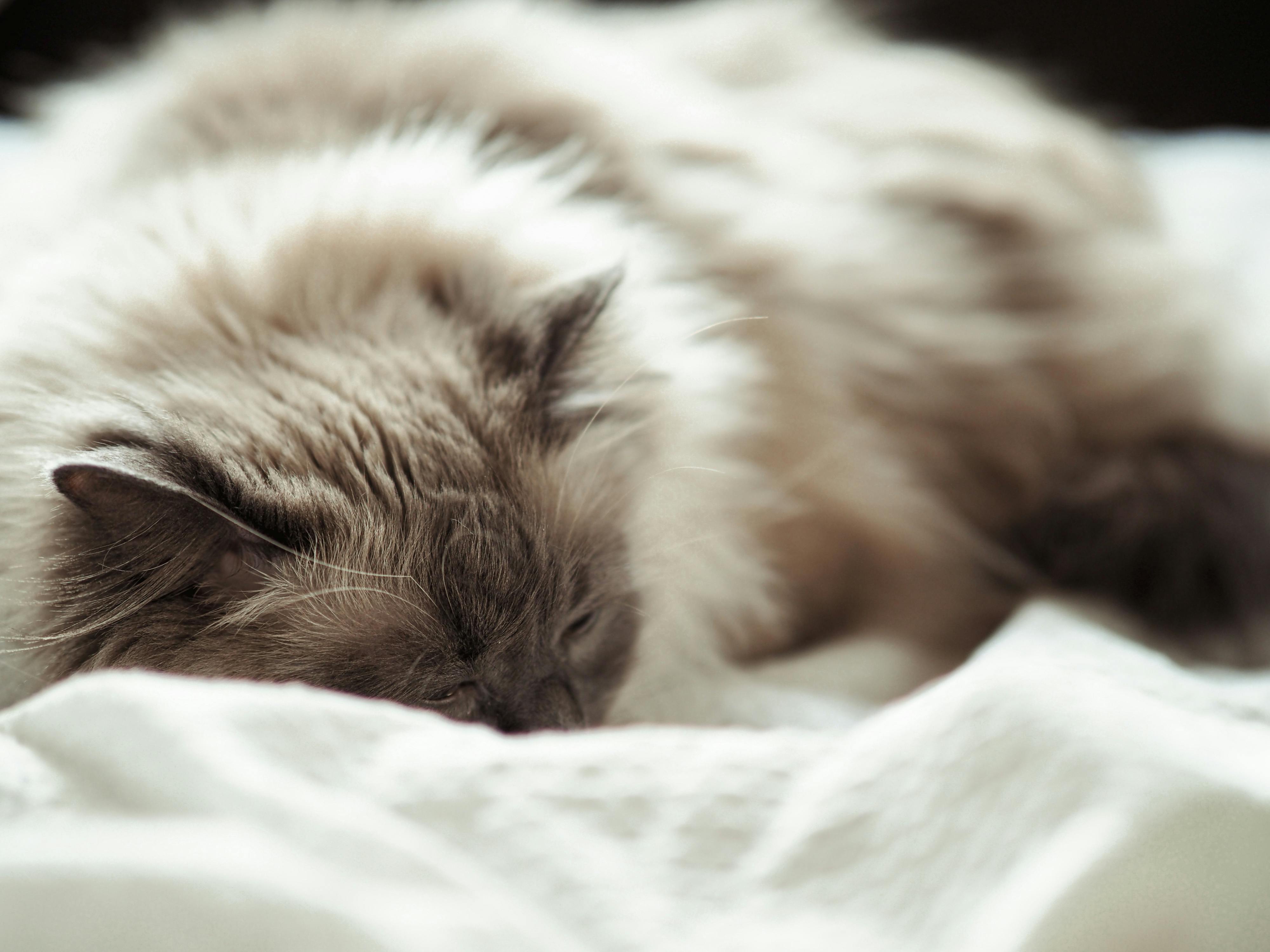 A fluffy cat sleeping on a bed with a blanket · Free Stock Photo
