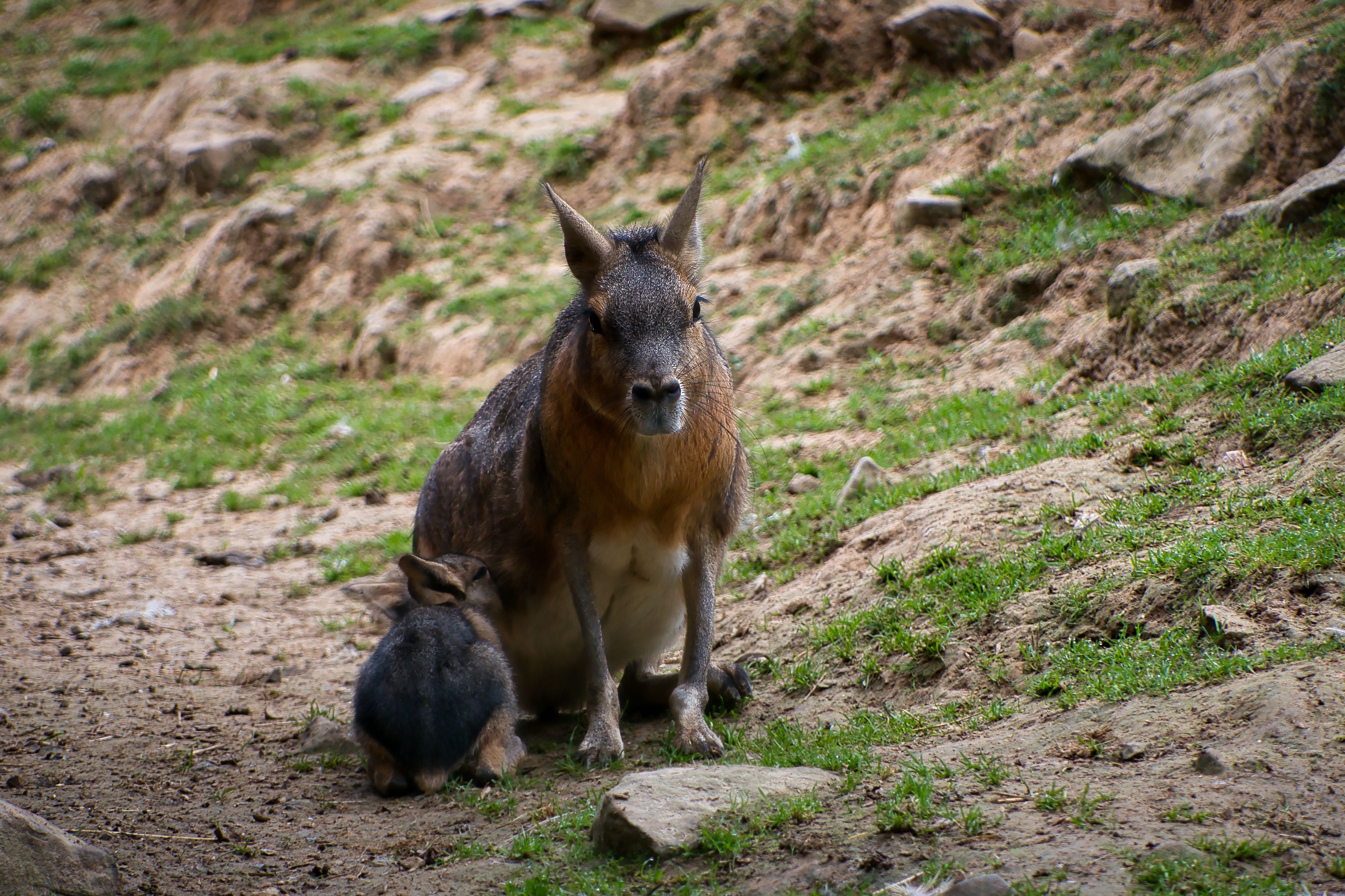 A Patagonian Mara Sitting on the Ground · Free Stock Photo