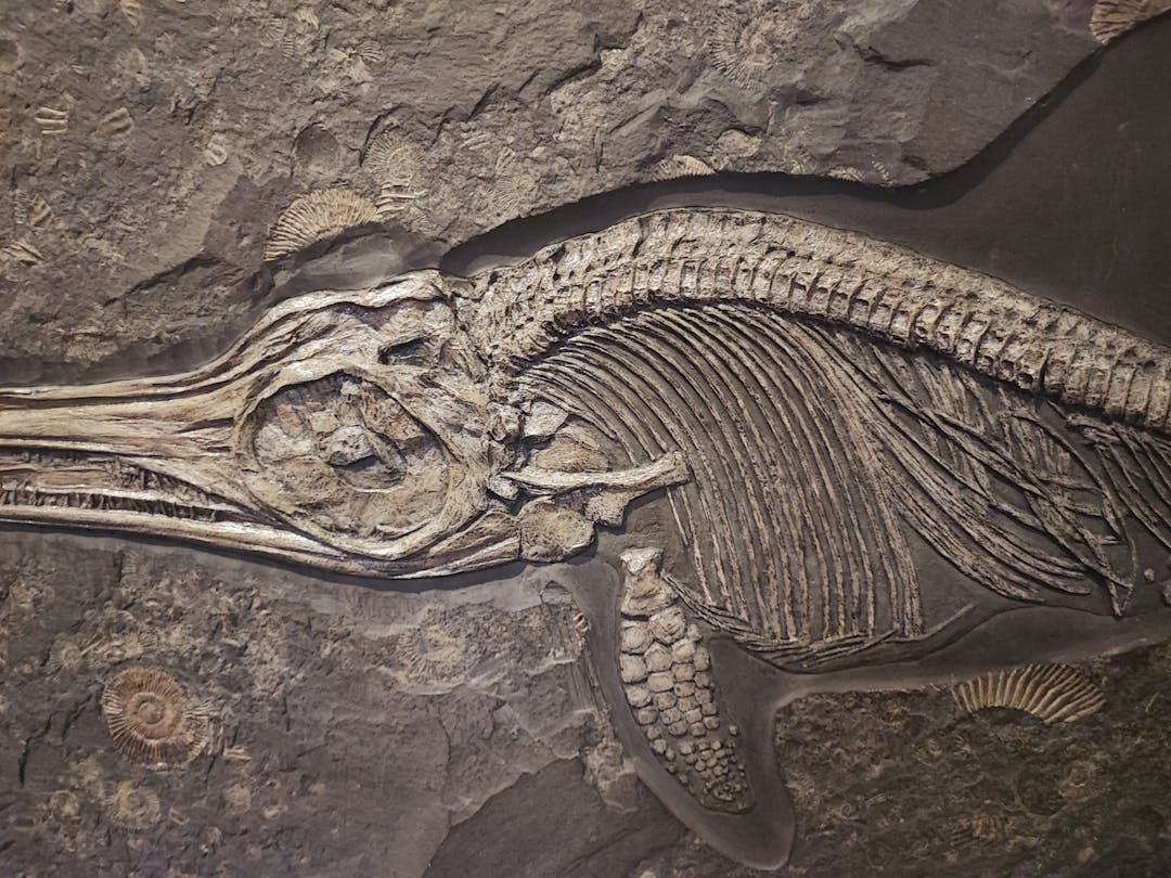 Exploring Extinct Fish: Lessons from Past Mass Extinctions