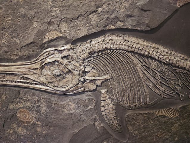 Exploring Extinct Fish: Lessons from Past Mass Extinctions