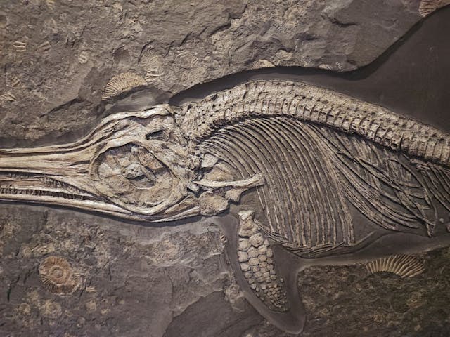 Exploring Extinct Fish: Lessons from Past Mass Extinctions