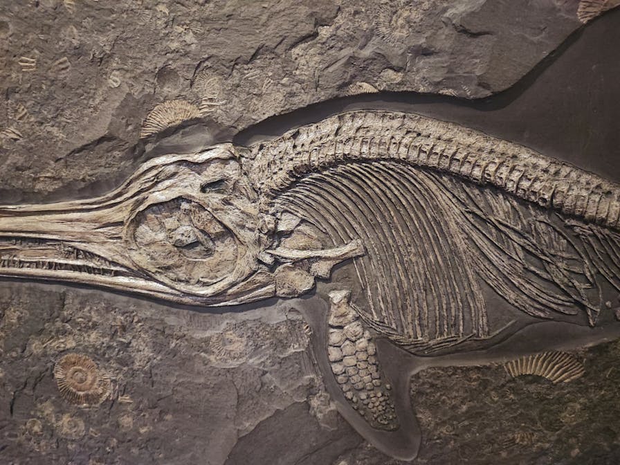 Exploring Extinct Fish: Lessons from Past Mass Extinctions