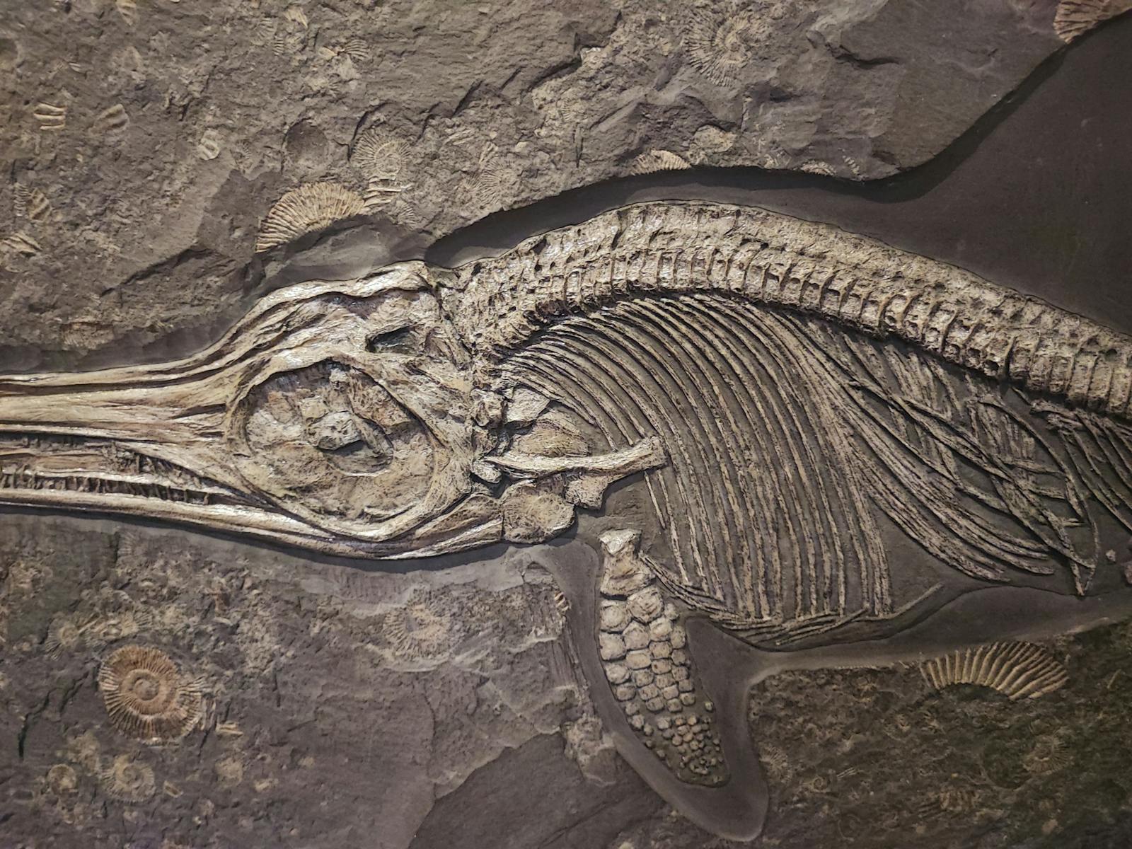 Fossil Photos, Download The BEST Free Fossil Stock Photos & HD Images