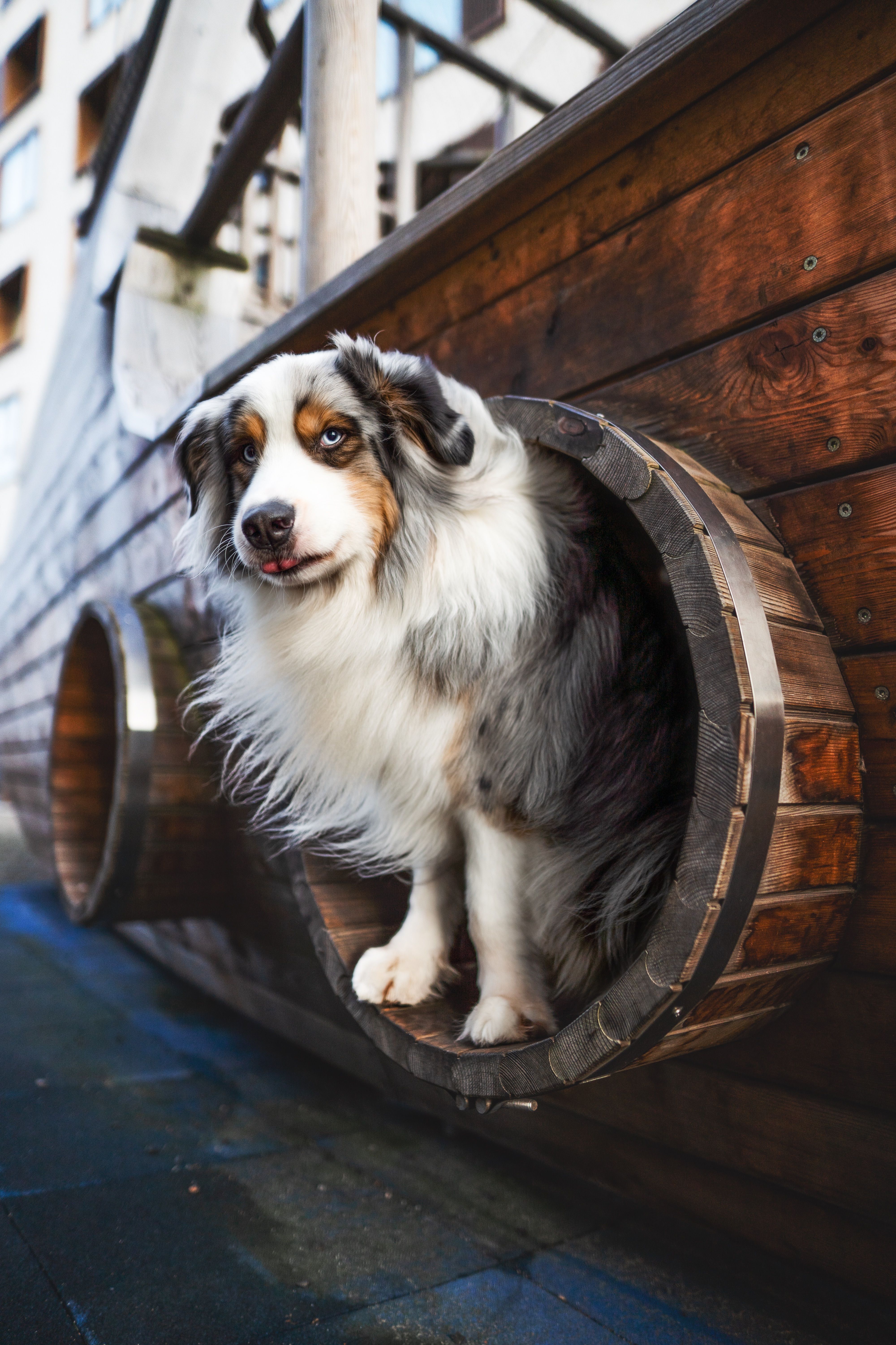 Photo of an Australian Shepherd Standing on the Side of a Boat · Free ...