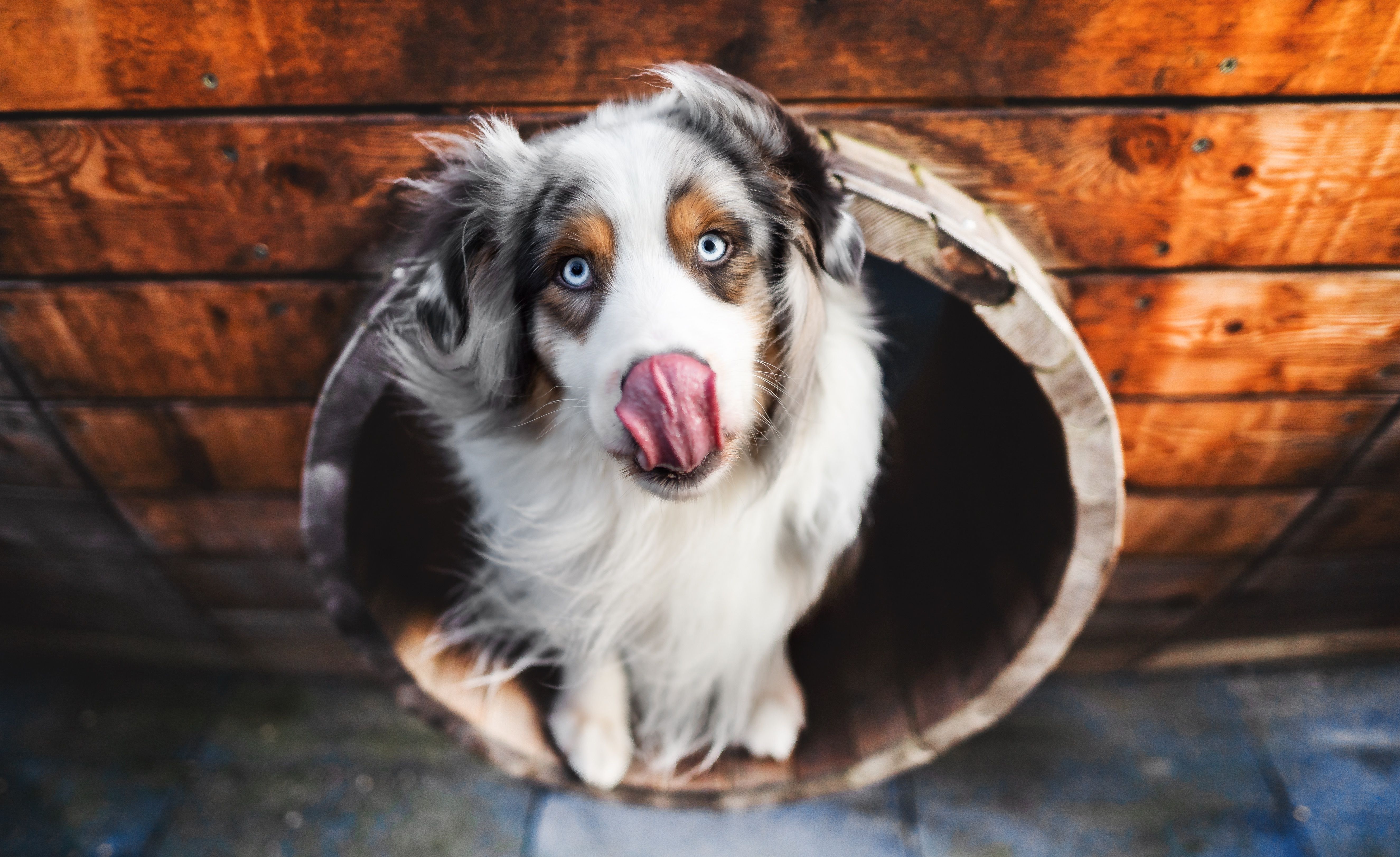 Australian Shepherd in Kennel Entrance · Free Stock Photo