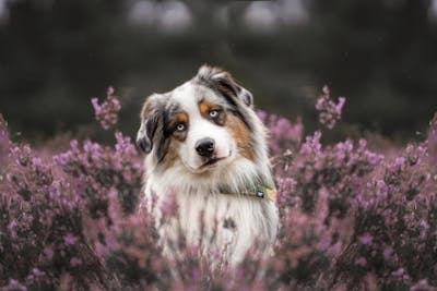 Dog In Field Photos, Download The BEST Free Dog In Field Stock Photos ...