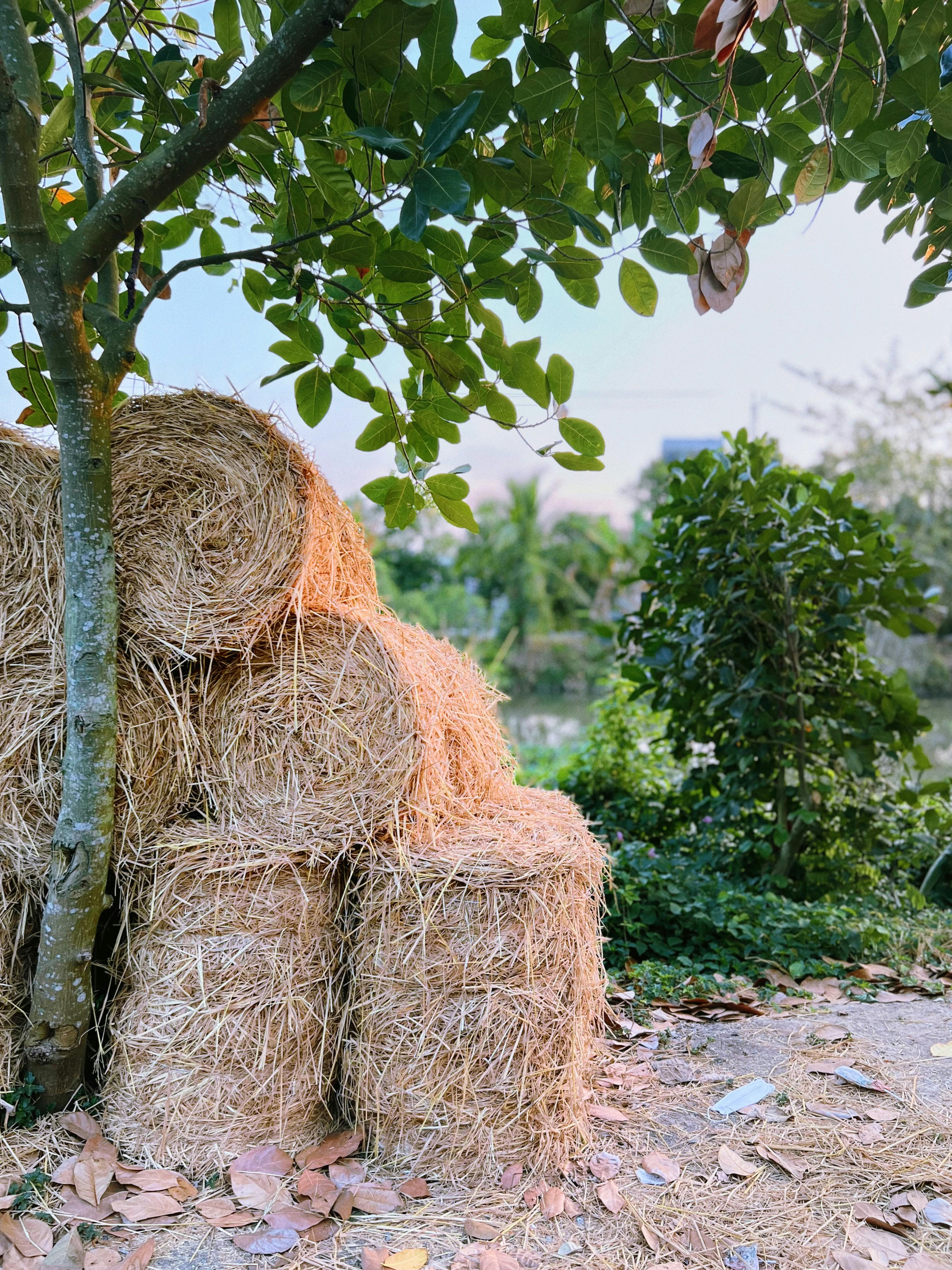 Hay Bales by a Tree · Free Stock Photo