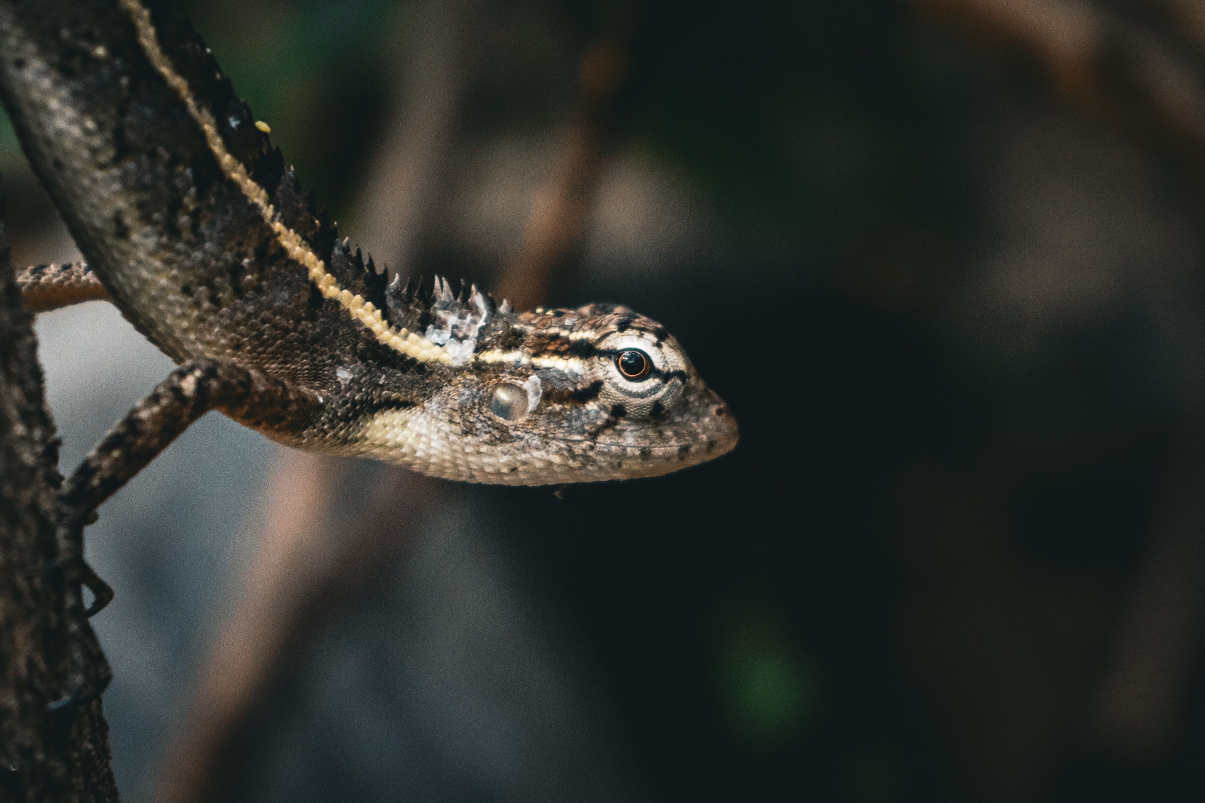 Head of Lizard · Free Stock Photo