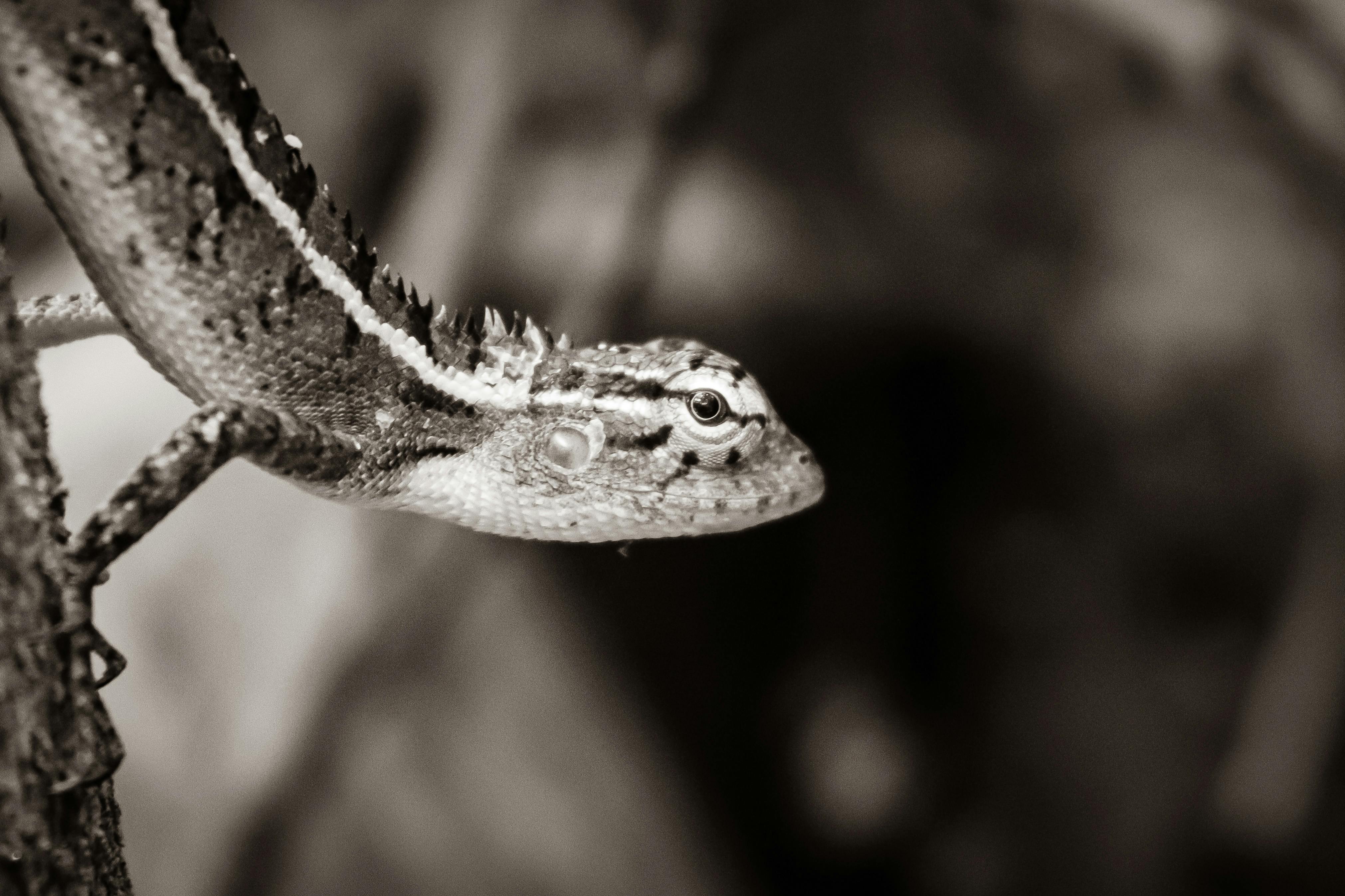 Oriental Garden Lizard in Black and White · Free Stock Photo