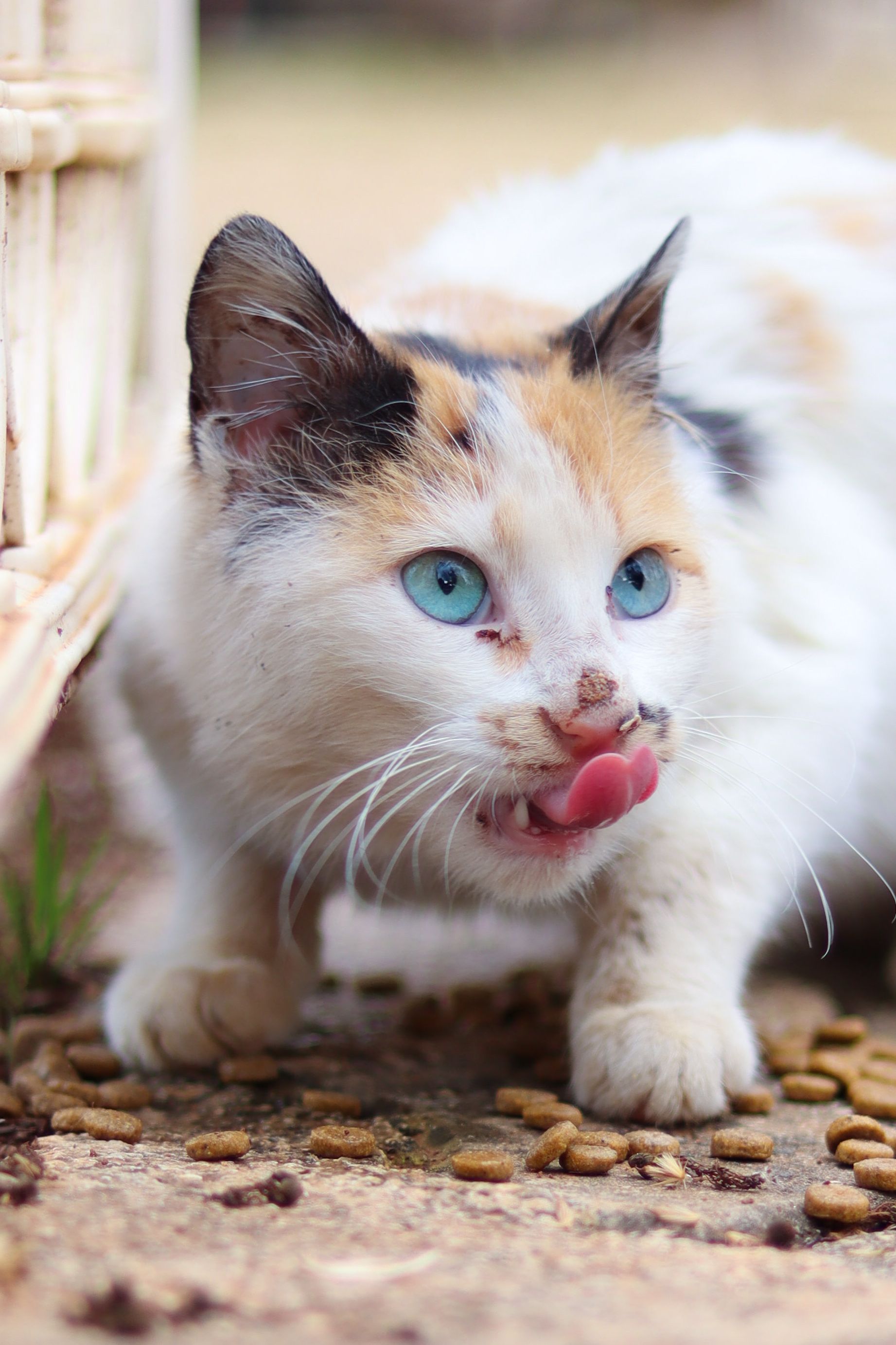 Cat Eating Food · Free Stock Photo