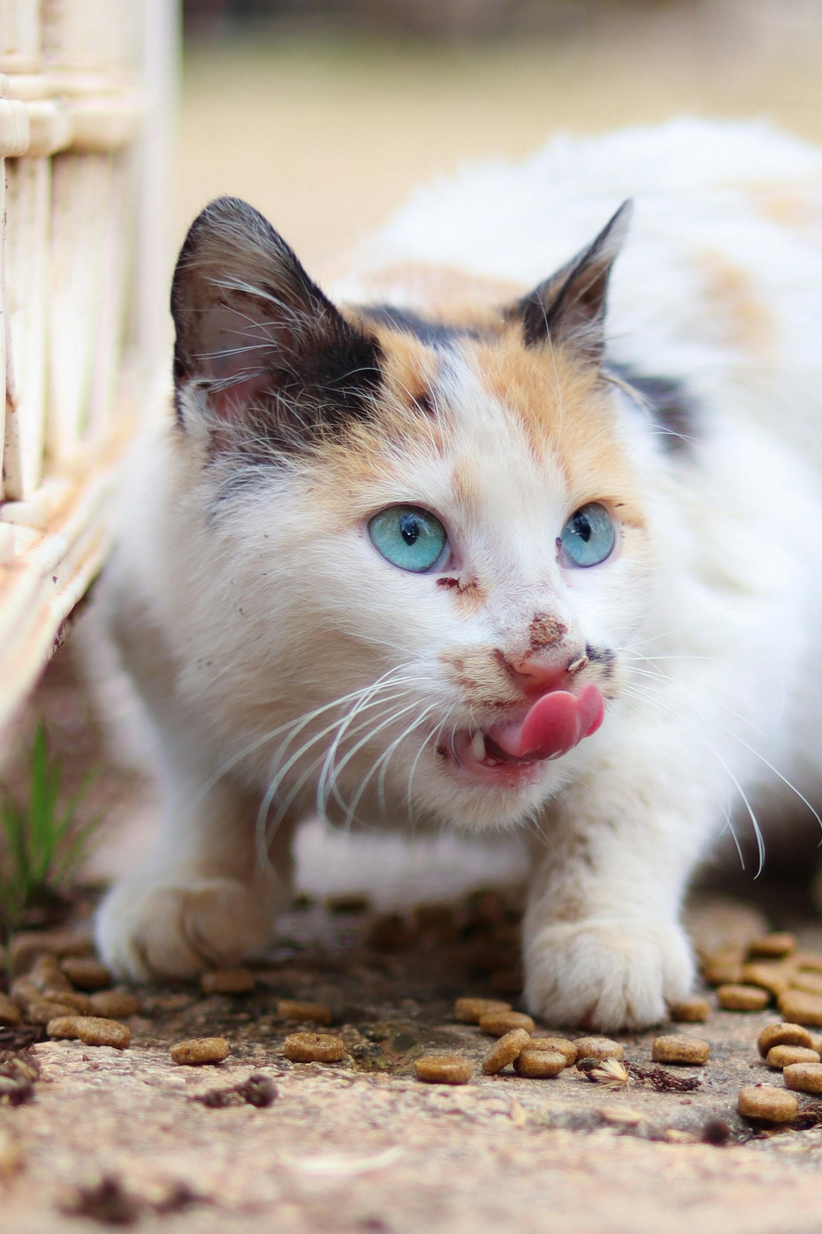 Cat Eating Photos, Download The BEST Free Cat Eating Stock Photos & HD ...
