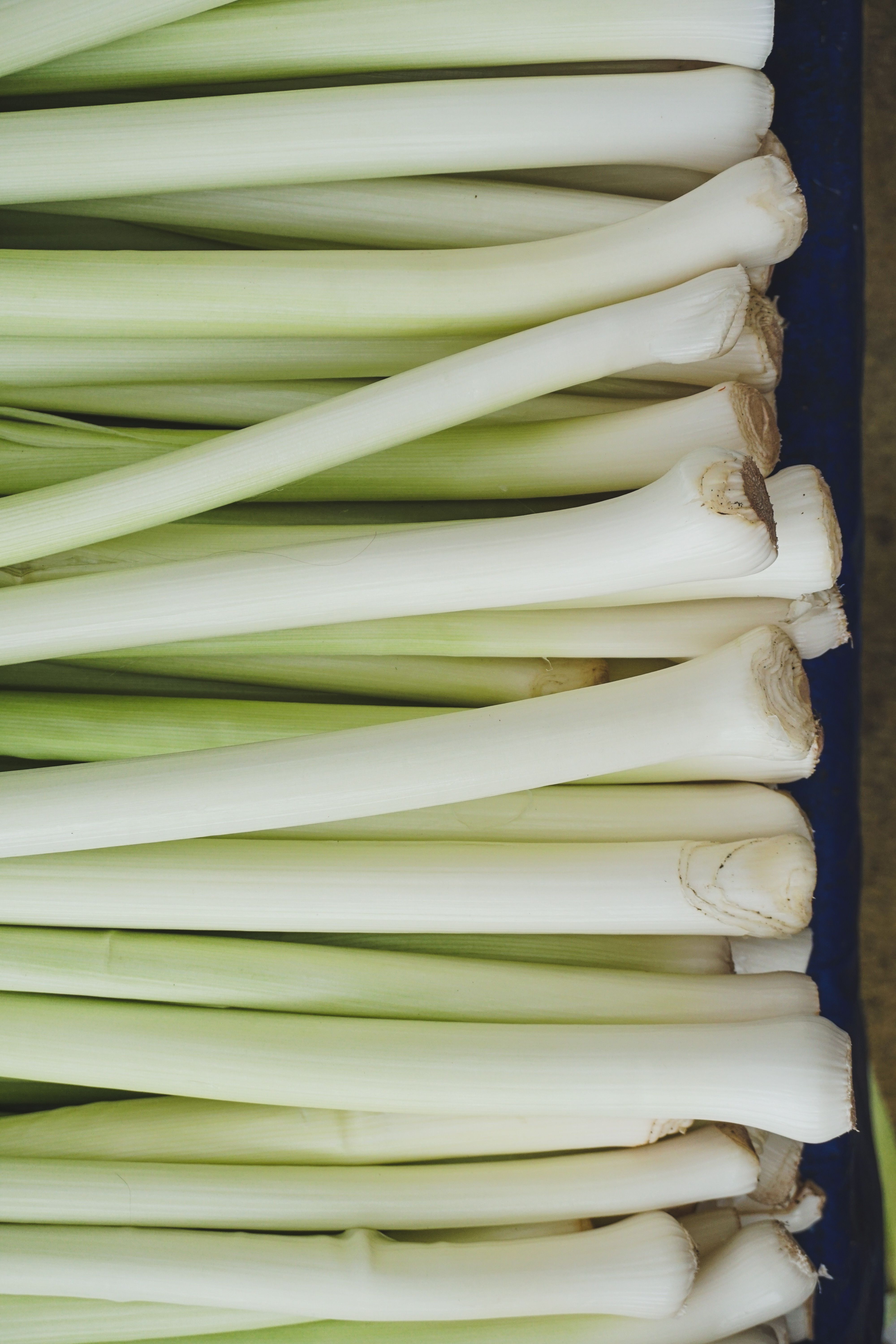 Leek Photos, Download The BEST Free Leek Stock Photos & HD Images