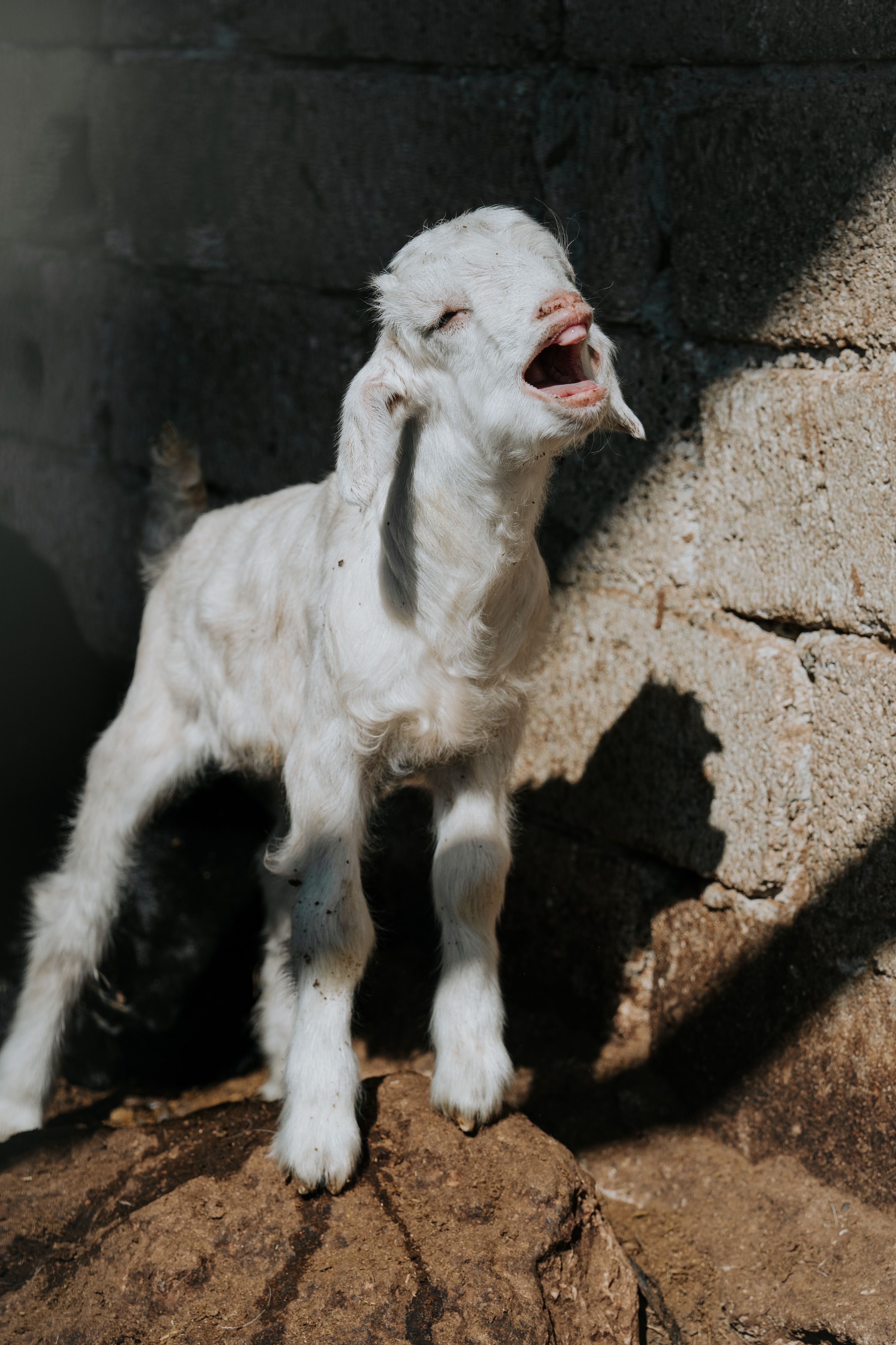 Gray Sheep · Free Stock Photo