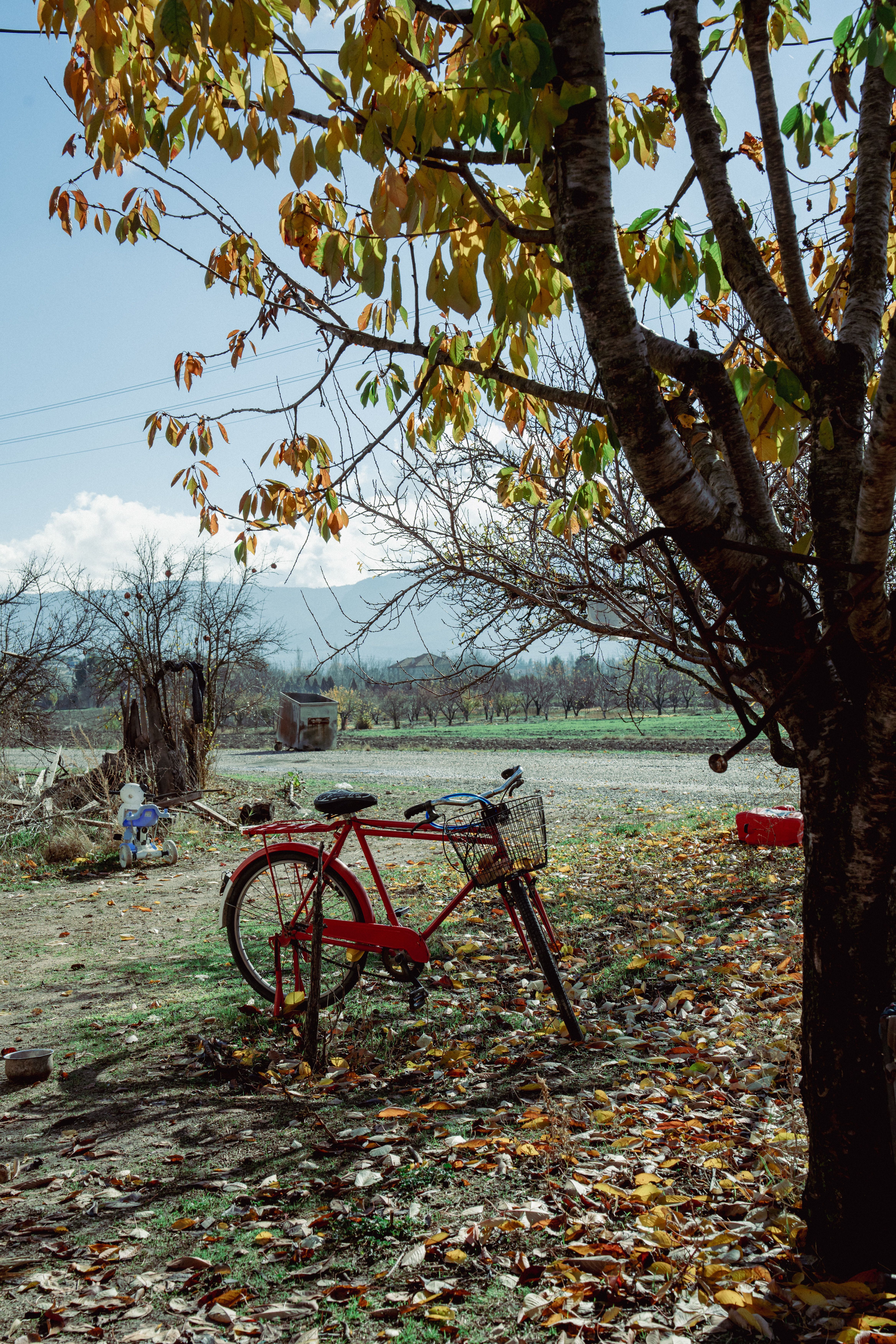 Red Vintage Bicycle Near a Tree in the Countryside · Free Stock Photo