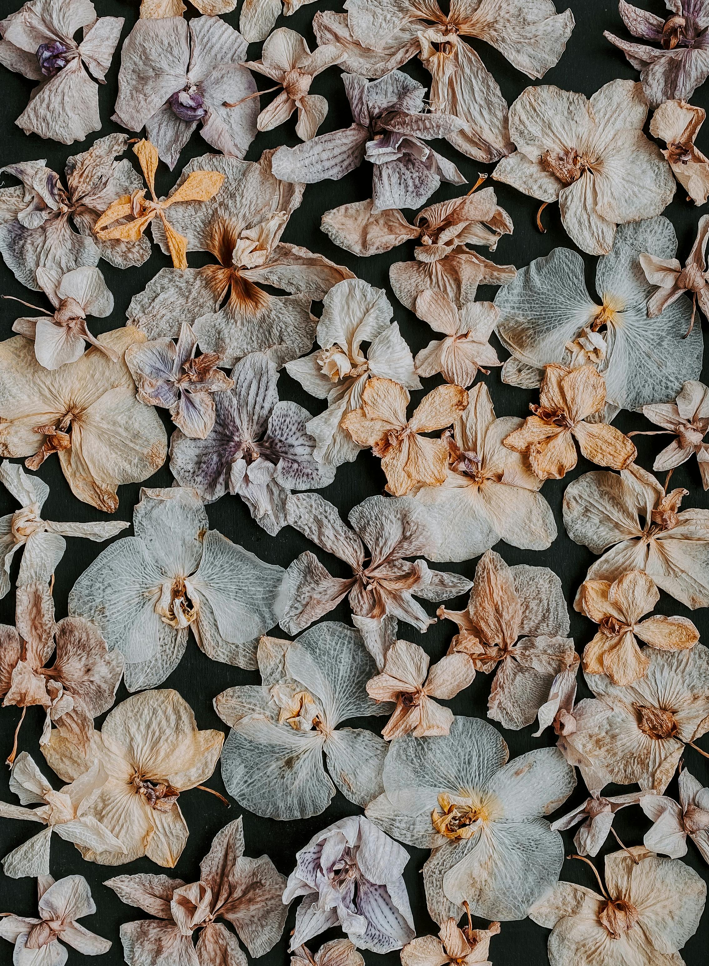 Botanical Art Pattern Photos, Download The BEST Free Botanical Art ...