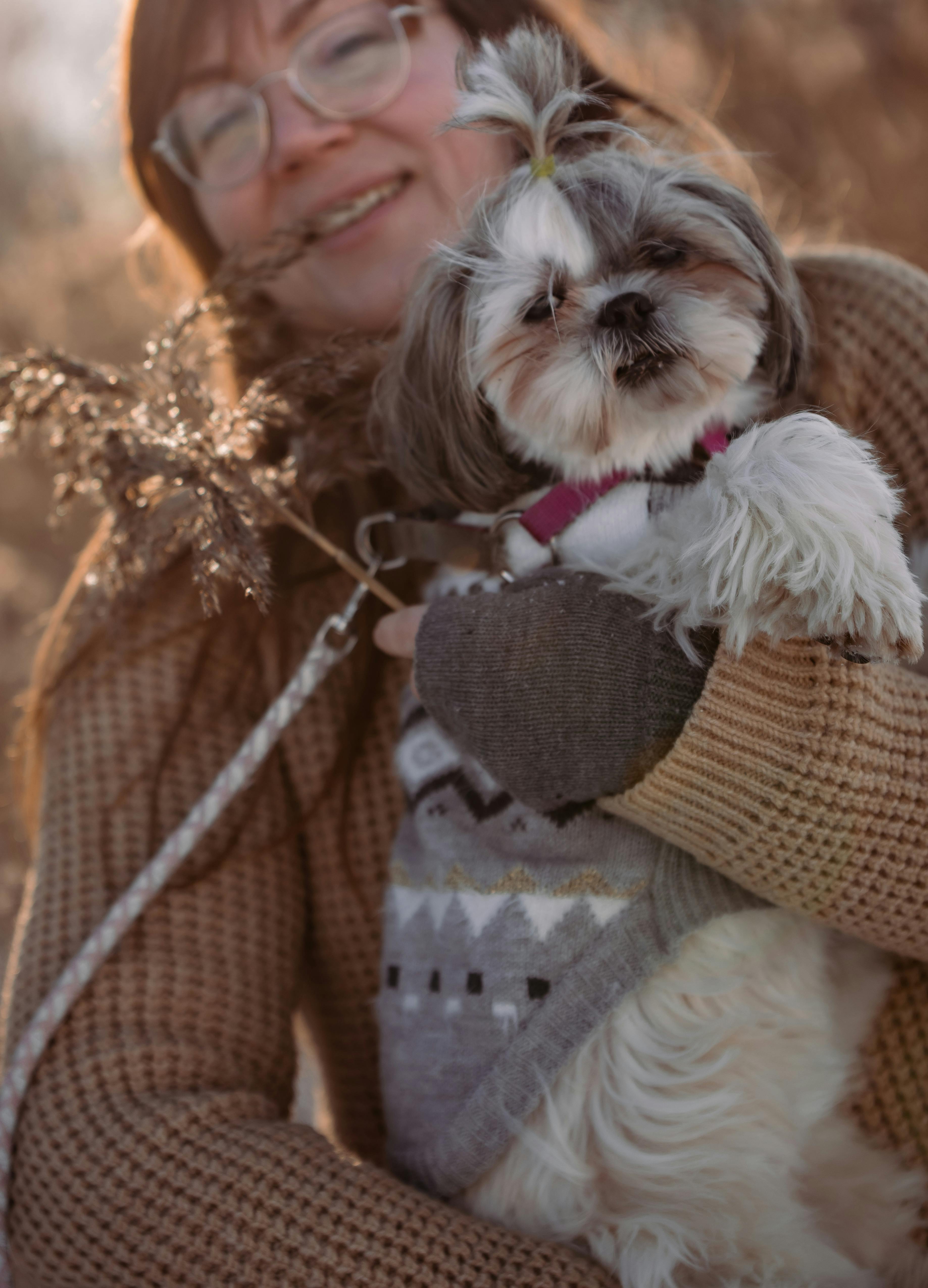 Woman in Brown Knitted Sweater Posing with Shih Tzu · Free Stock Photo