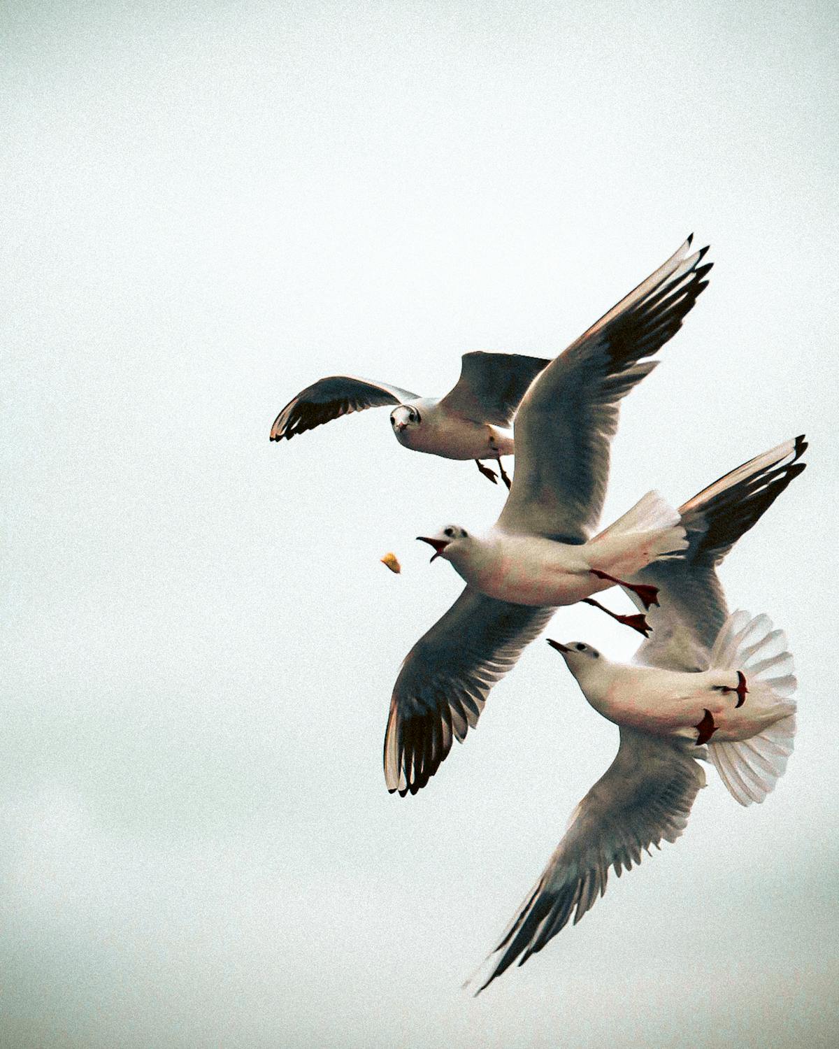 Seagulls Flight Path Photos, Download The BEST Free Seagulls Flight Path Stock Photos & HD Images