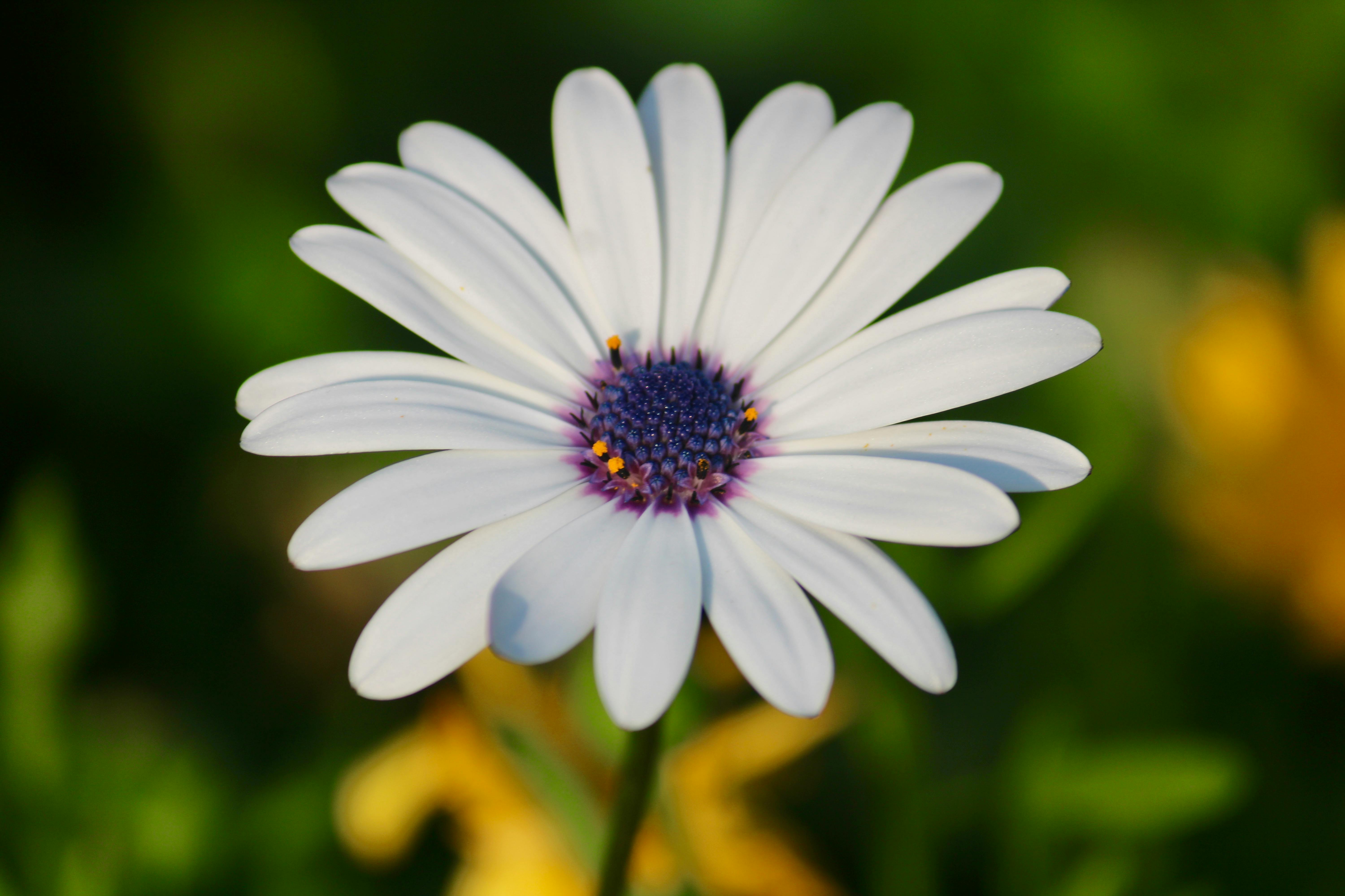 Blooming Cape Daisy Flower · Free Stock Photo