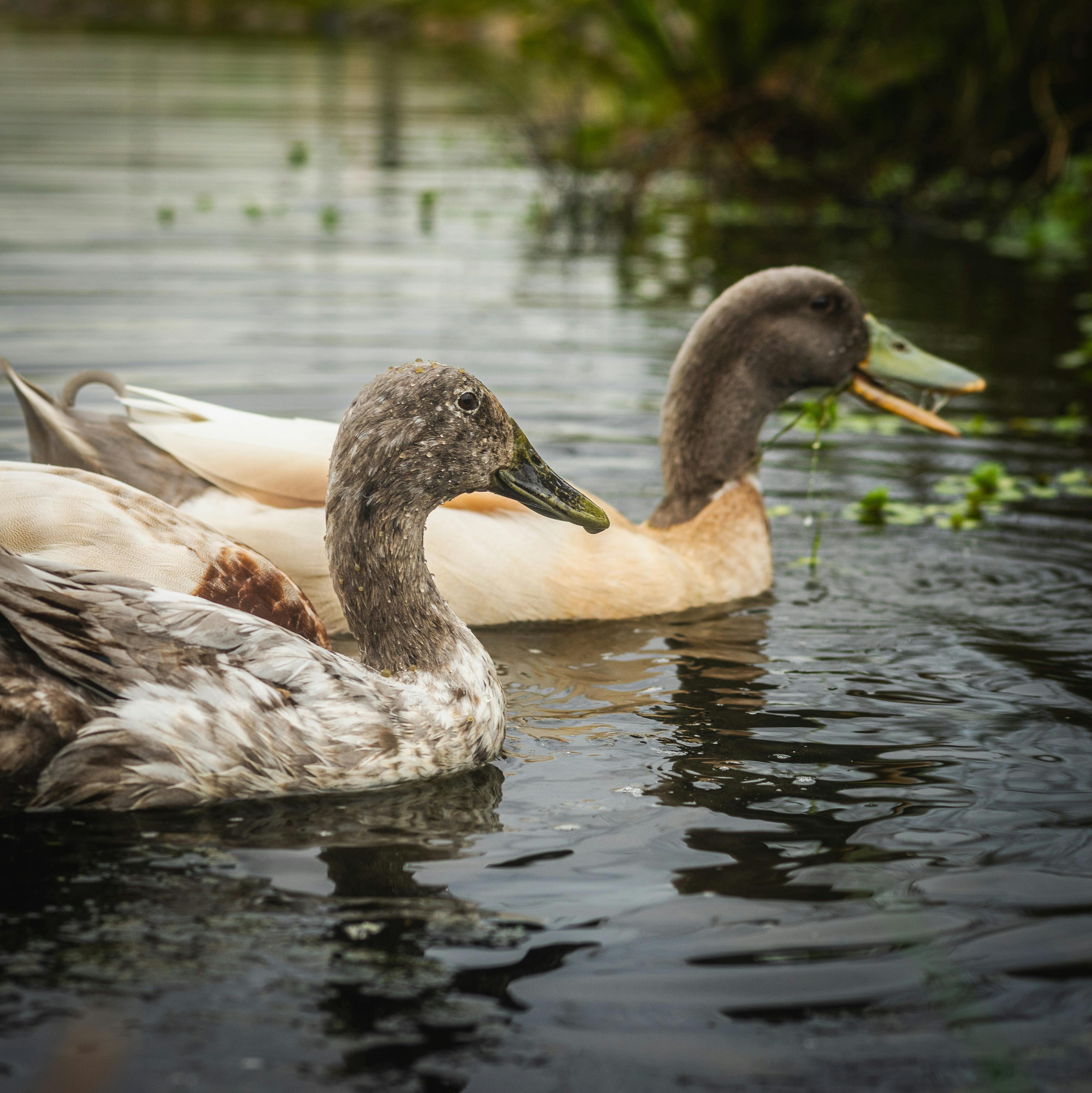 80.979+ Fotos y Imágenes de Aves de río Gratis · Banco de Fotos Gratis