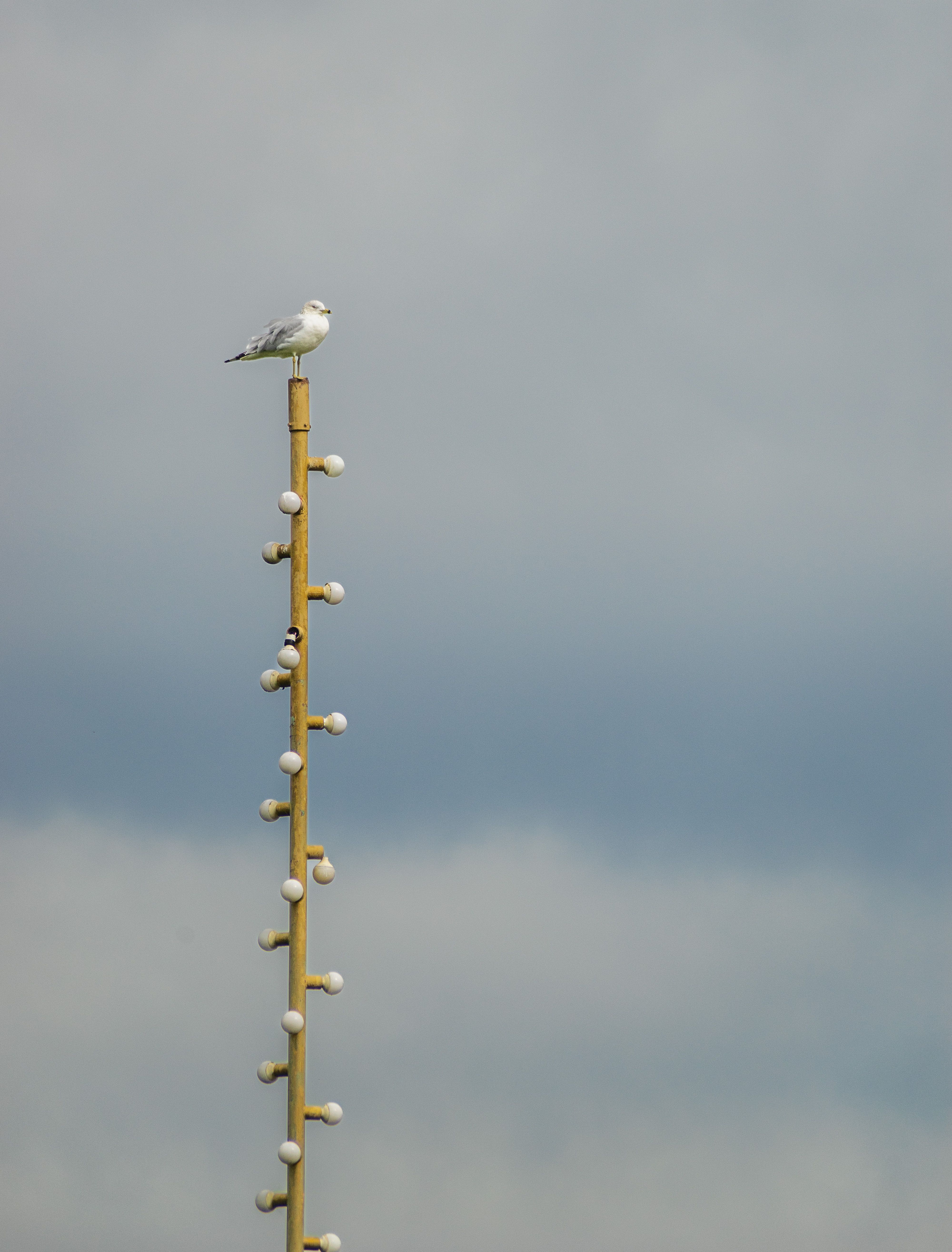 Photo of White Seagull Perched on Lamp Post · Free Stock Photo