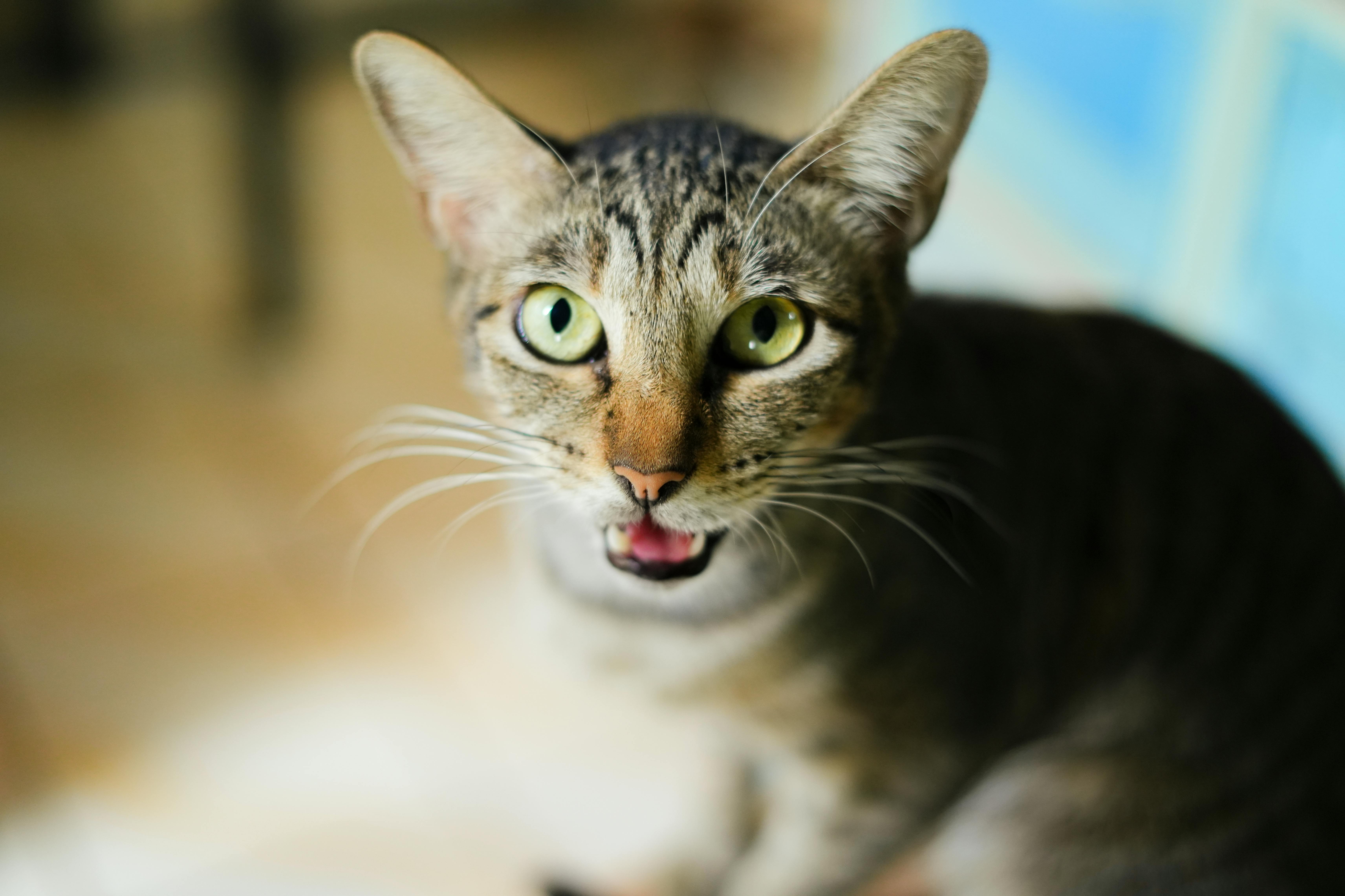 Close-up of a Meowing Cat · Free Stock Photo