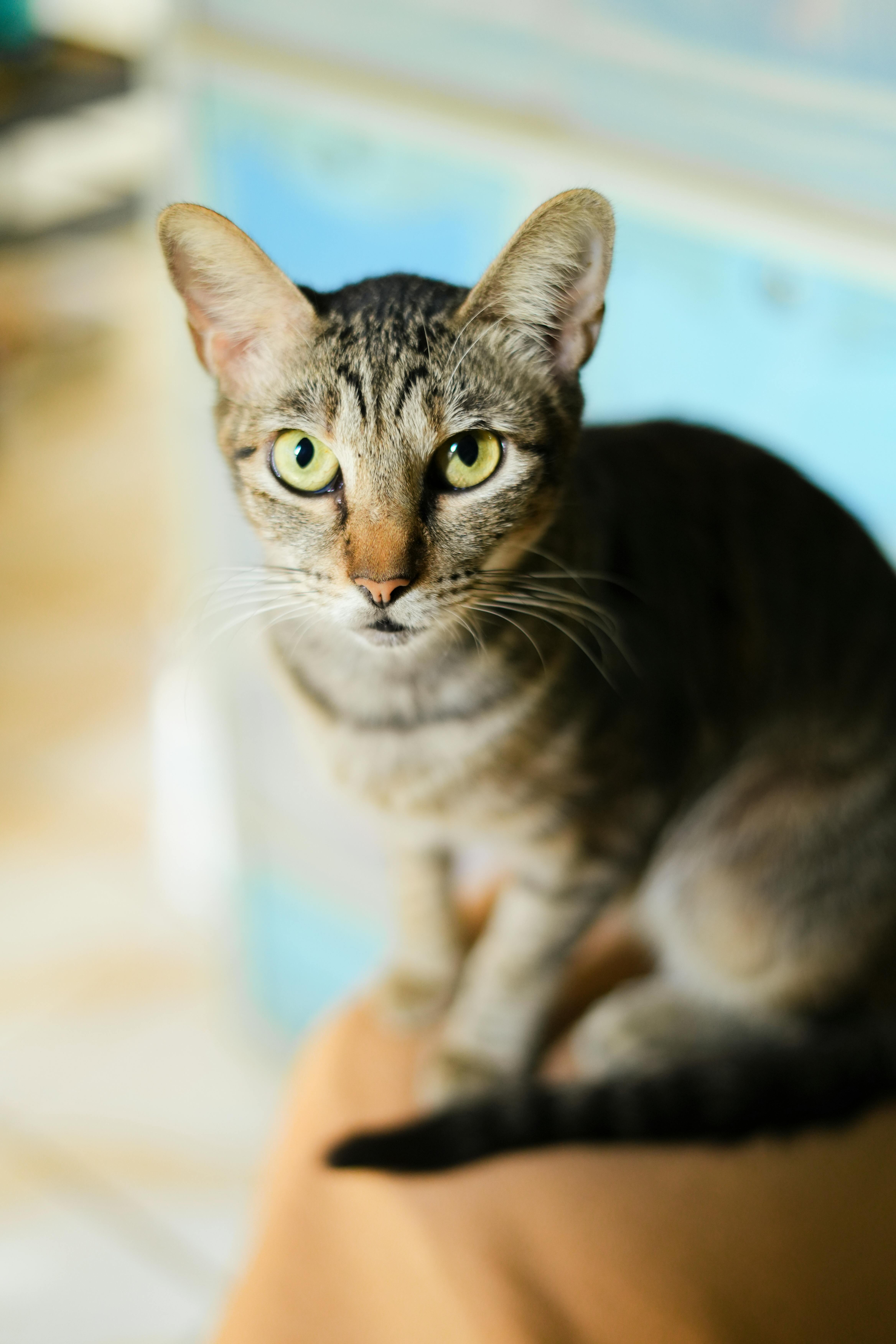 Tabby Cat Sitting · Free Stock Photo