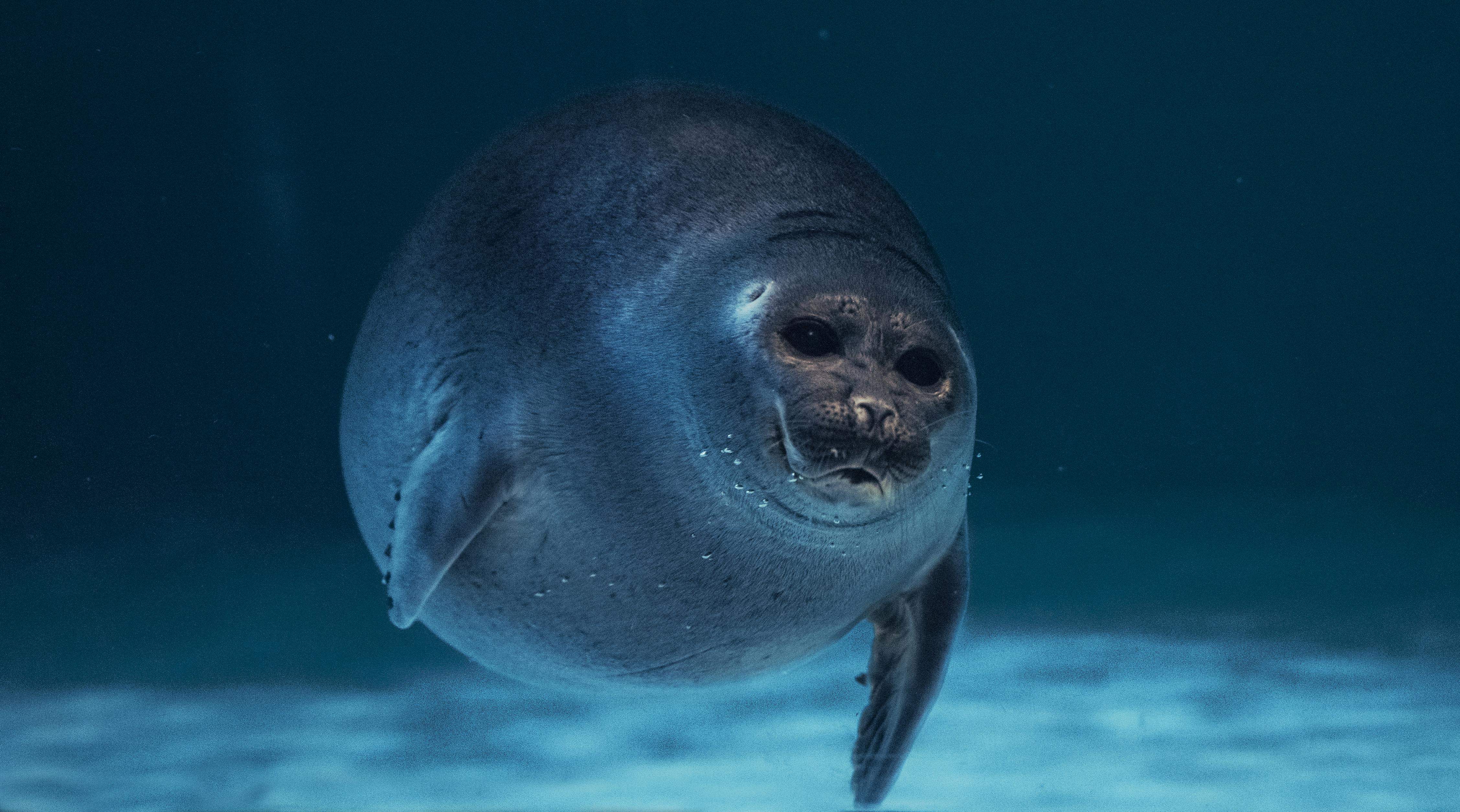 Foto profissional gratuita de ambiente marinho, animais selvagens ...