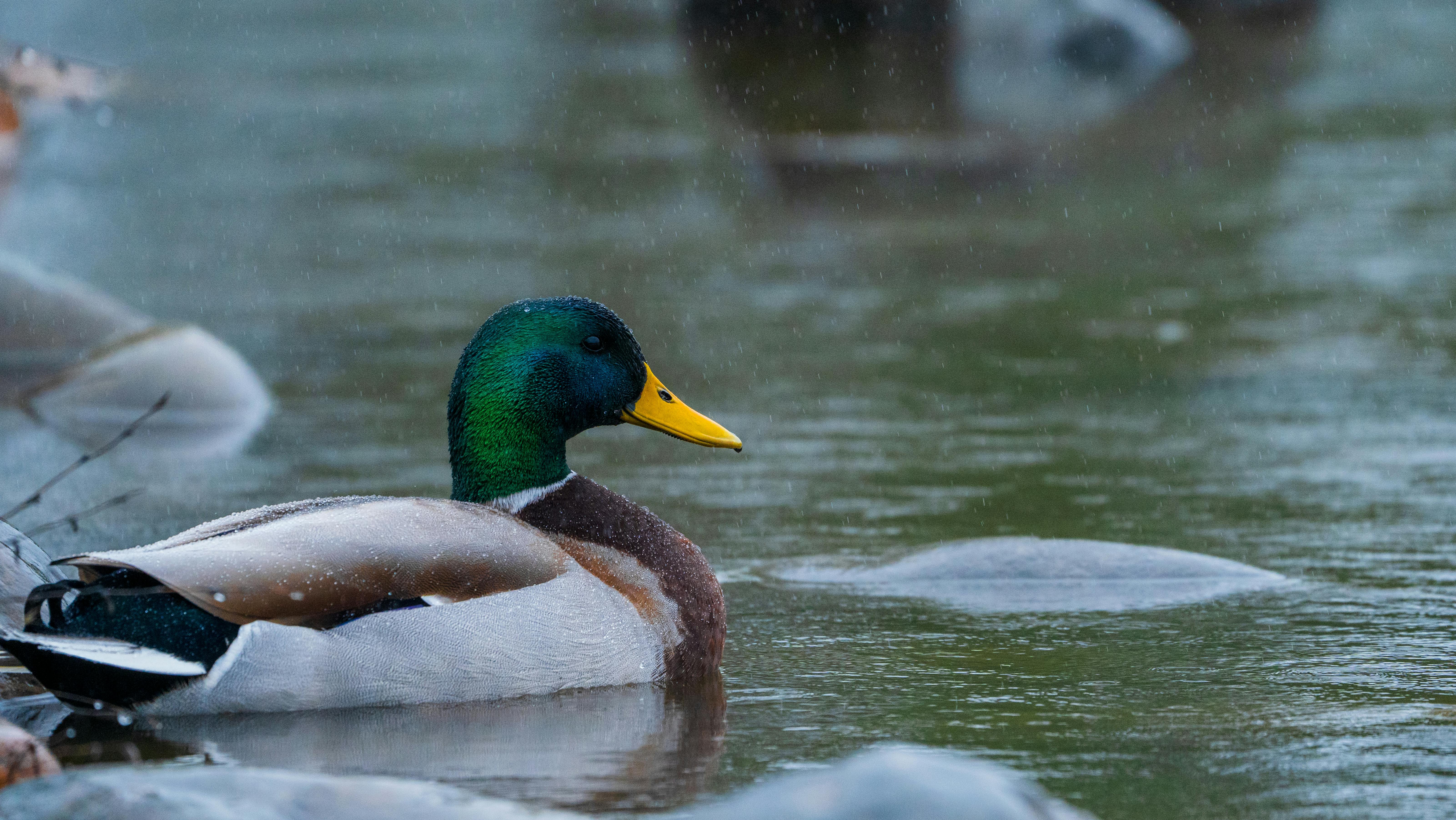 Photo gratuite de animal, bassin, bec, canard, colvert, eau, espace ...