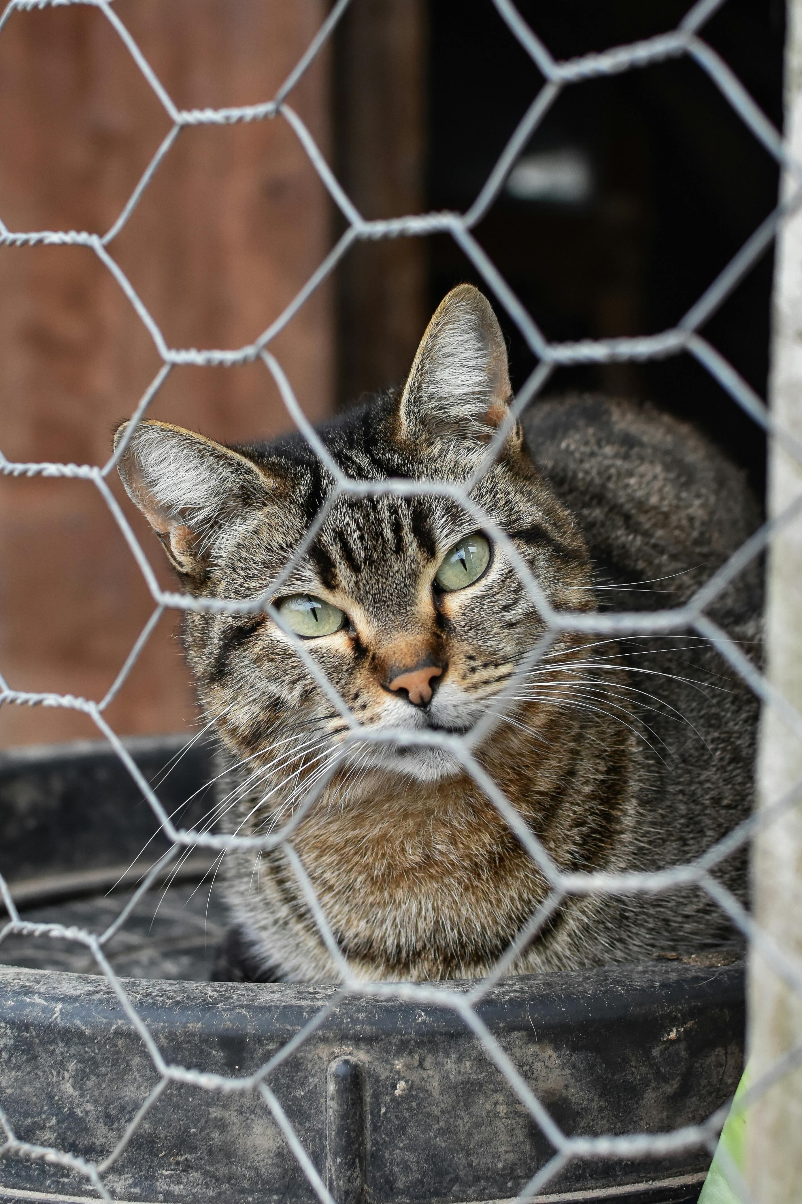 A Tabby Cat Sitting behind a Fence · Free Stock Photo
