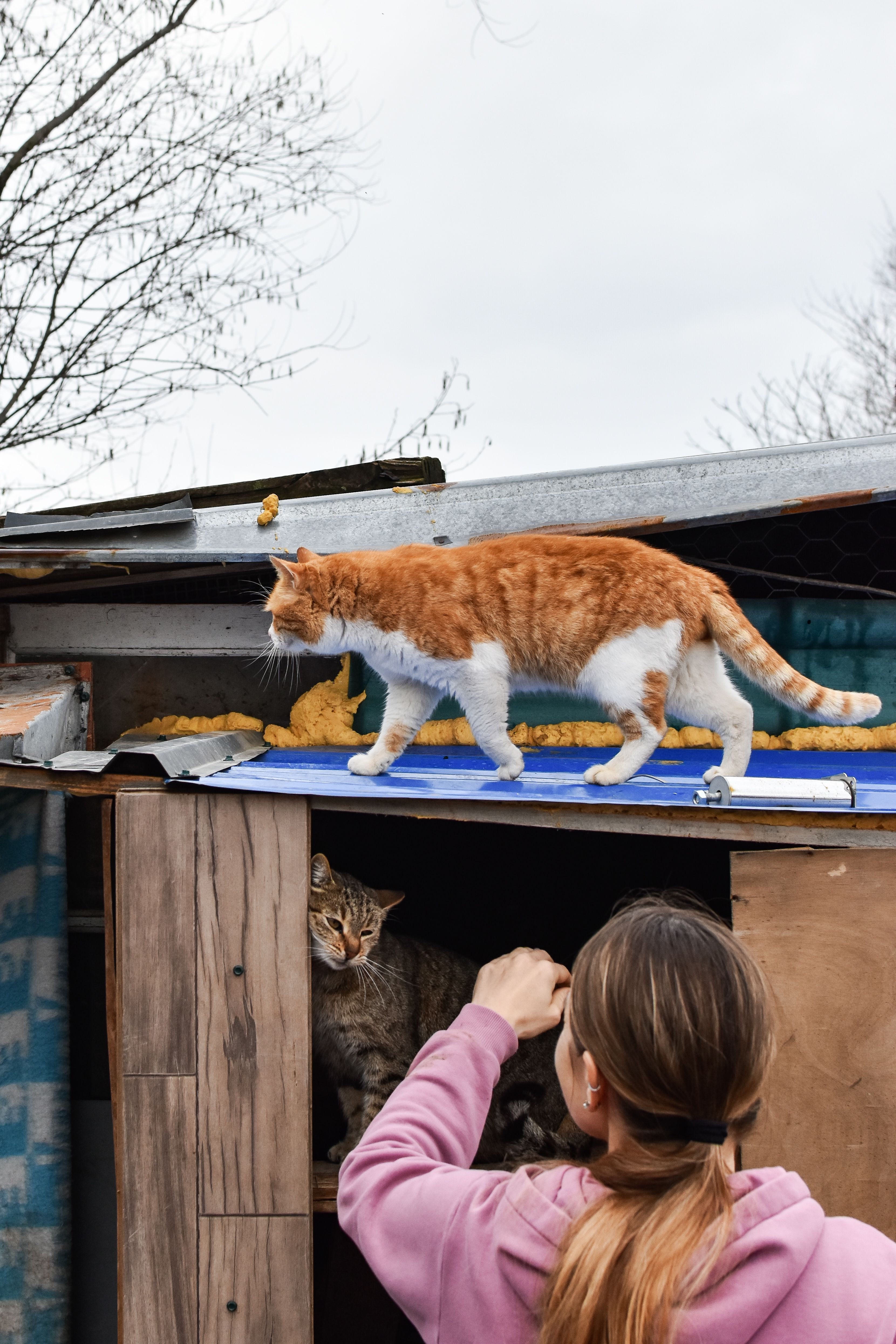 Back View of a Woman Petting Cats Outside · Free Stock Photo