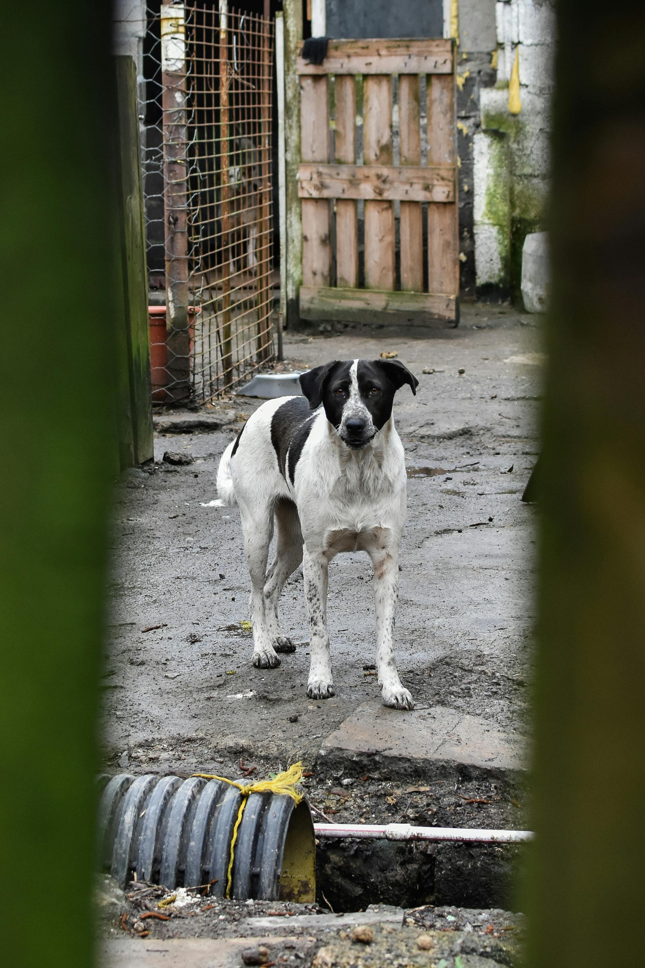 A Dog Standing between Cages · Free Stock Photo