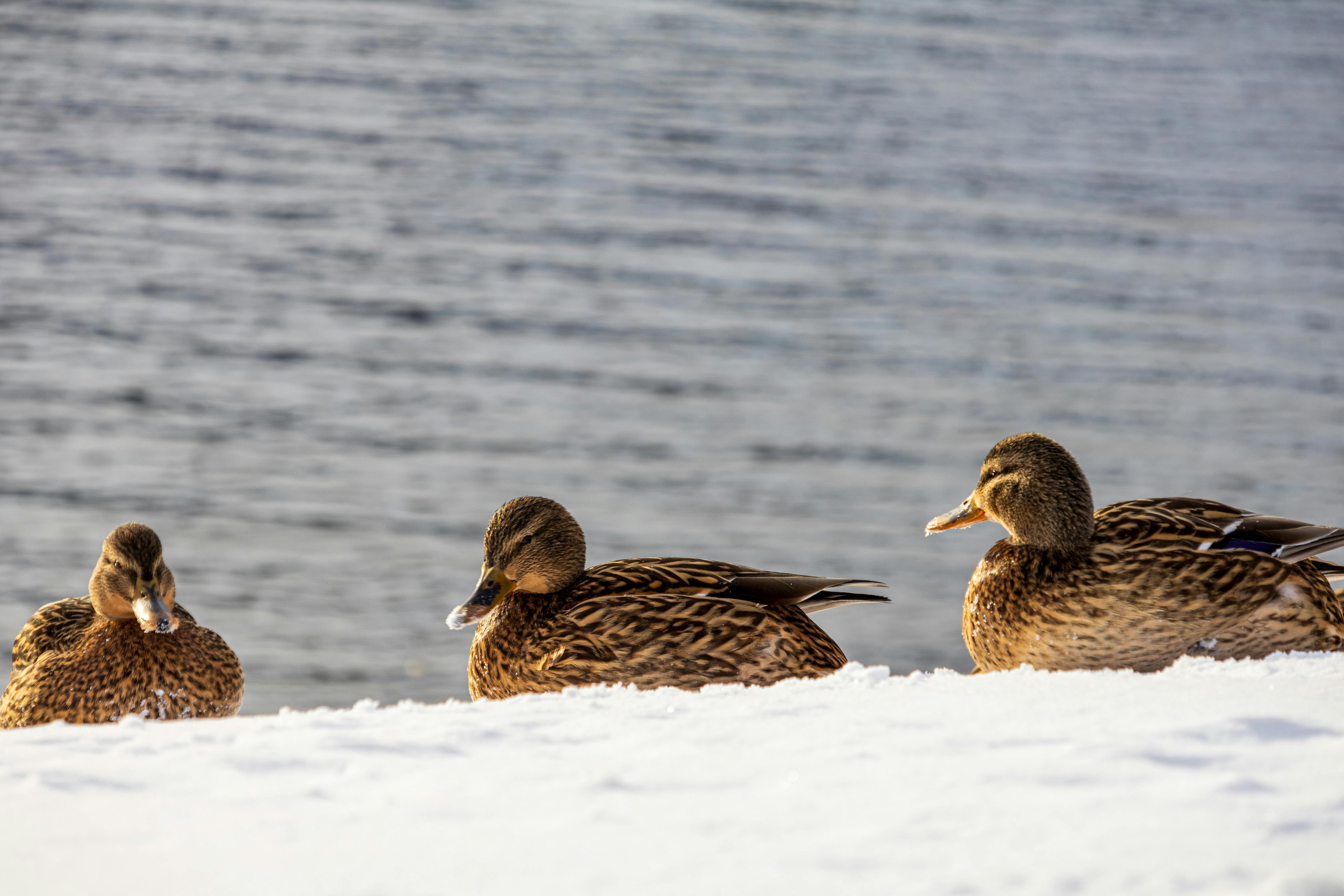 Female Mallards Photos, Download The BEST Free Female Mallards Stock ...