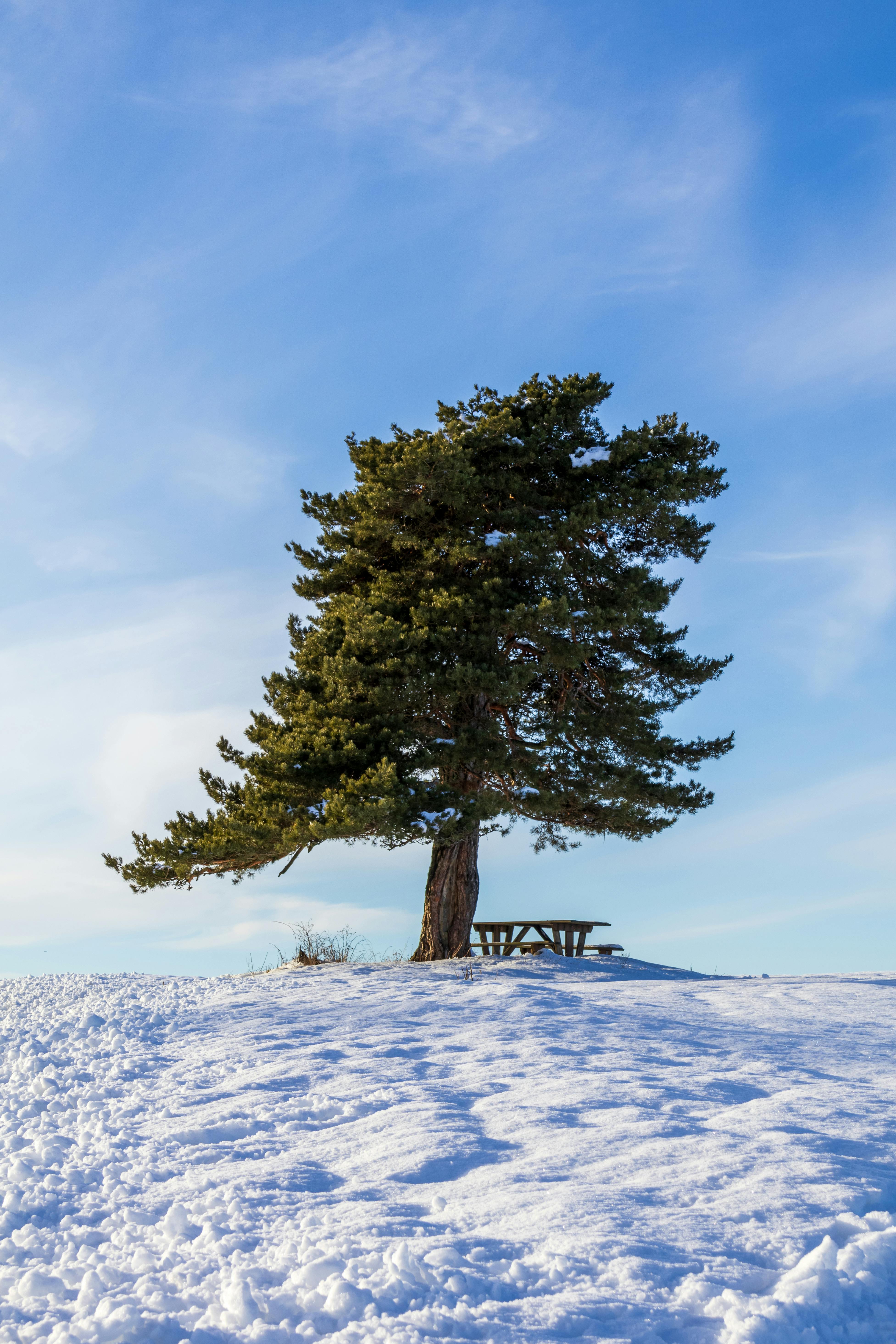 Single Tree in Winter · Free Stock Photo