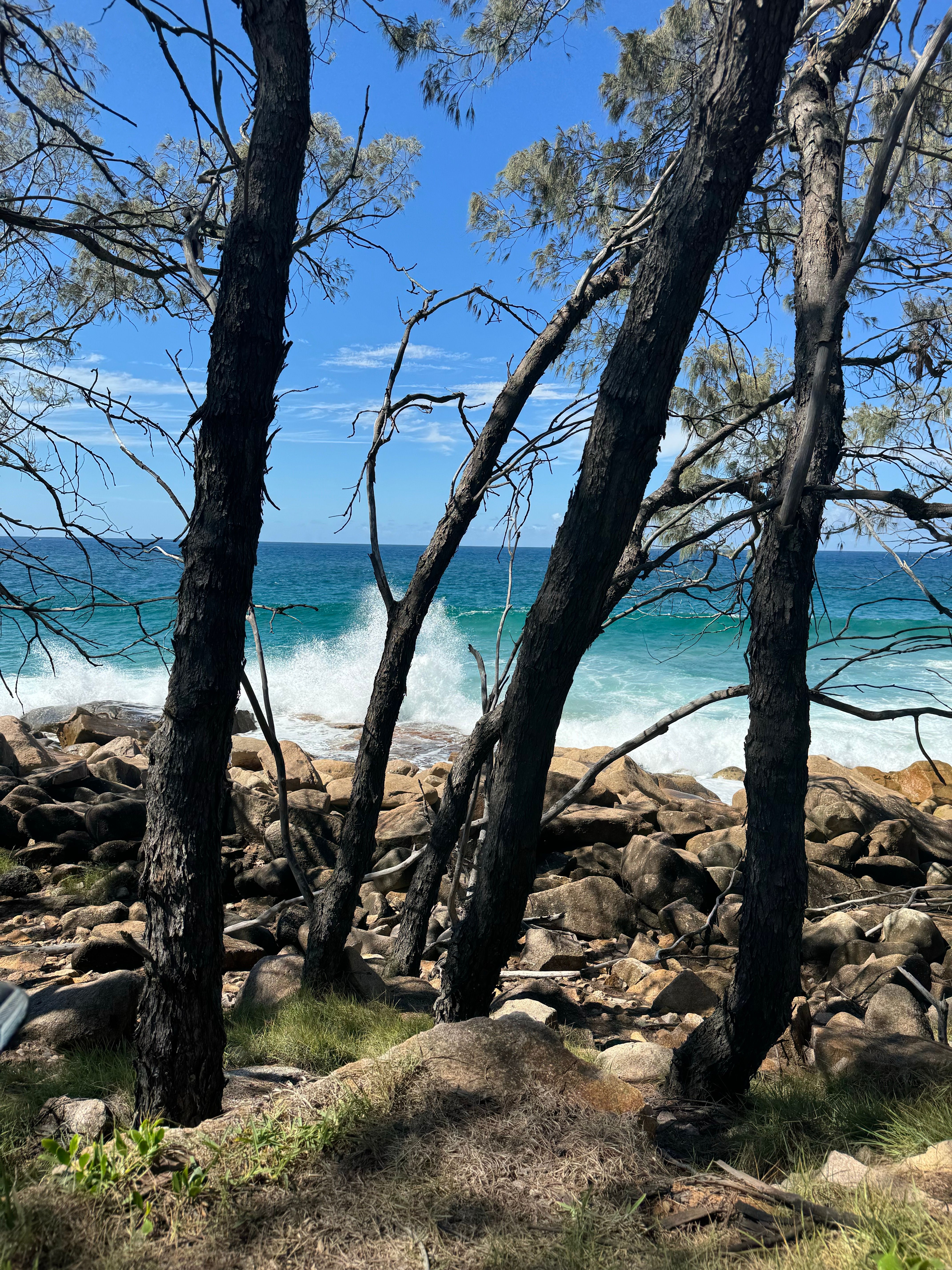 Trees by a Sea · Free Stock Photo