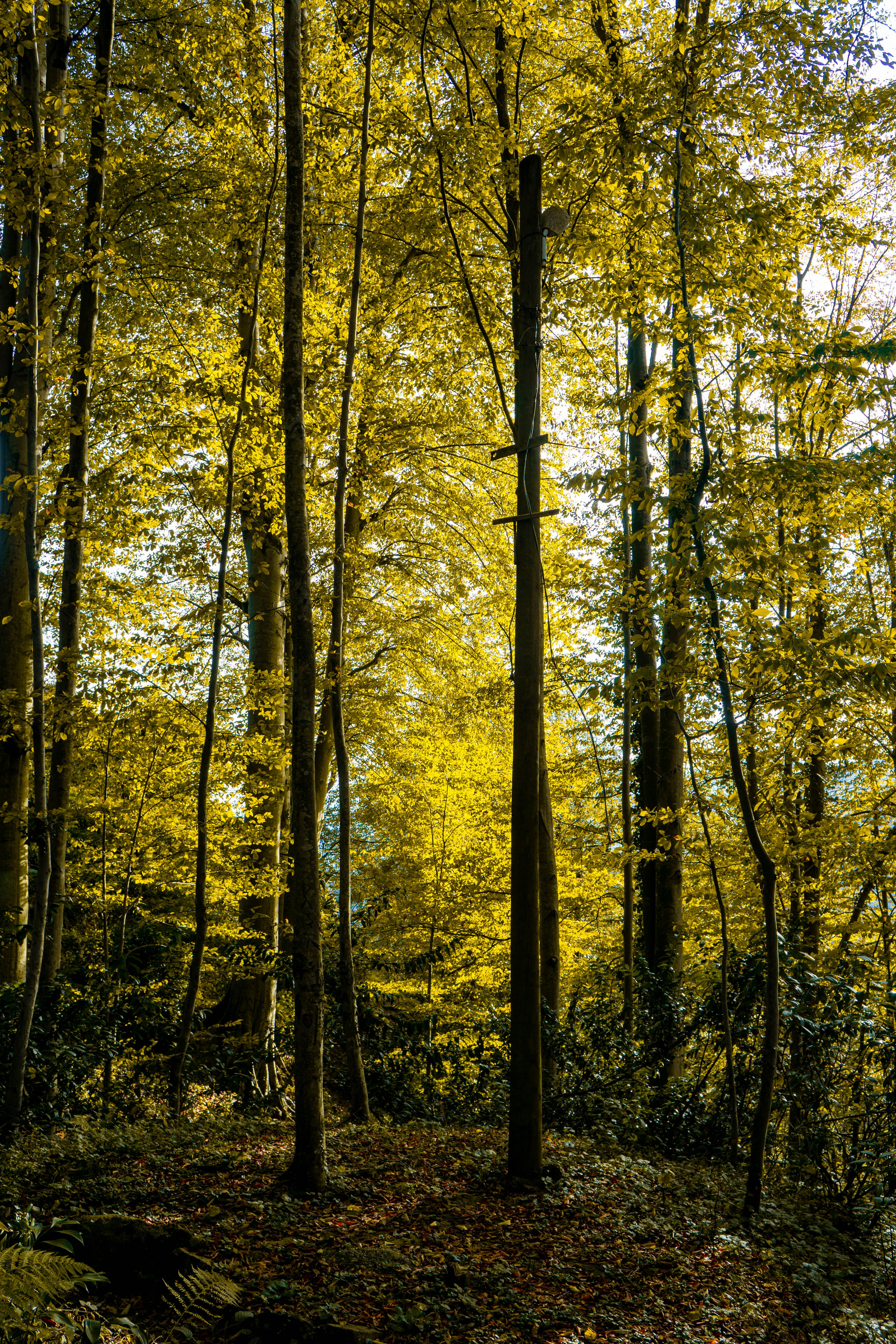 Trees in Jungle · Free Stock Photo
