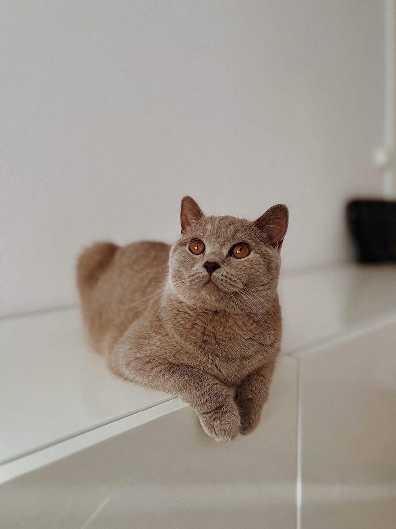 Silver Cat Photos, Download The BEST Free Silver Cat Stock Photos & HD ...