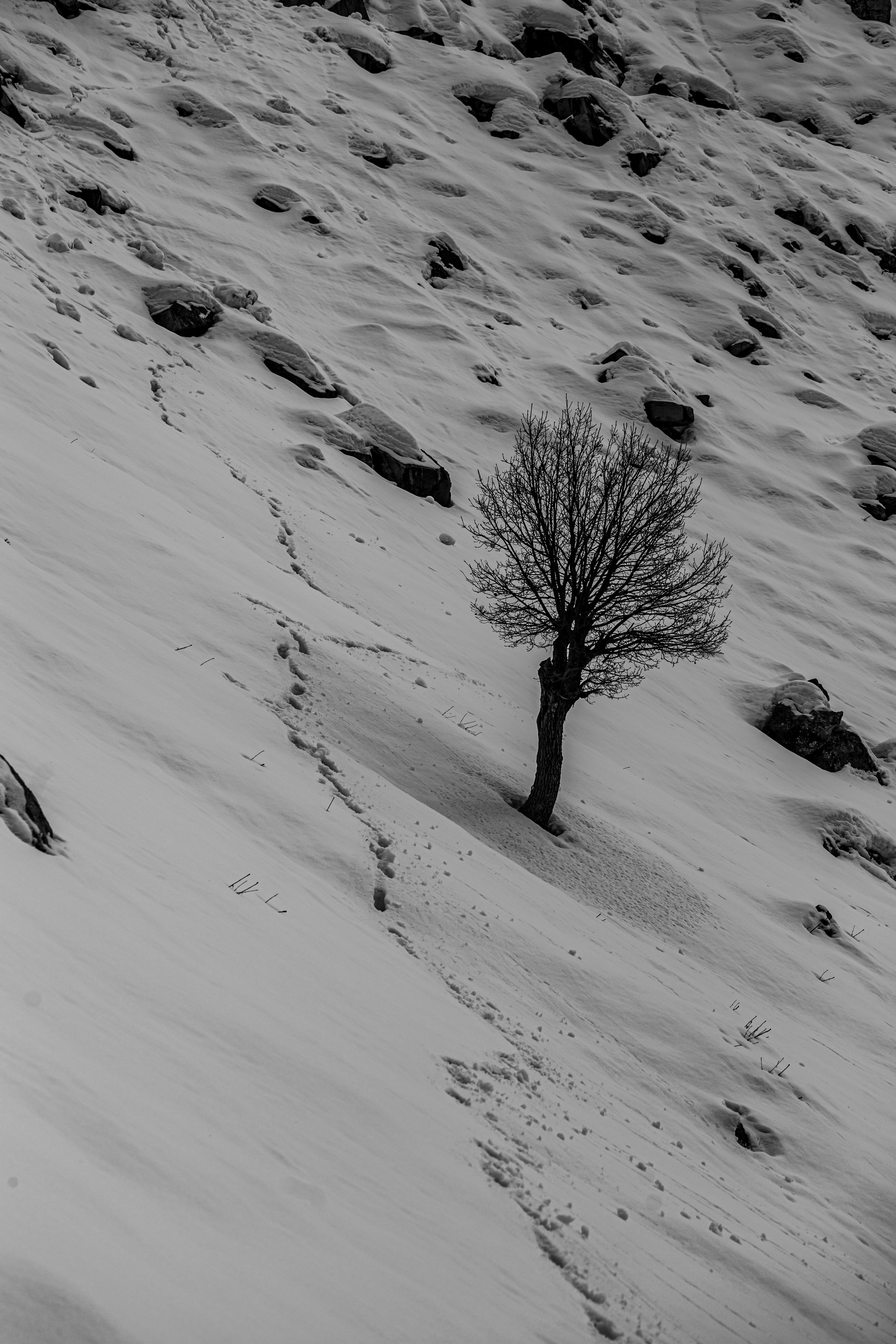 Single, Bare Tree on Desert Hill · Free Stock Photo