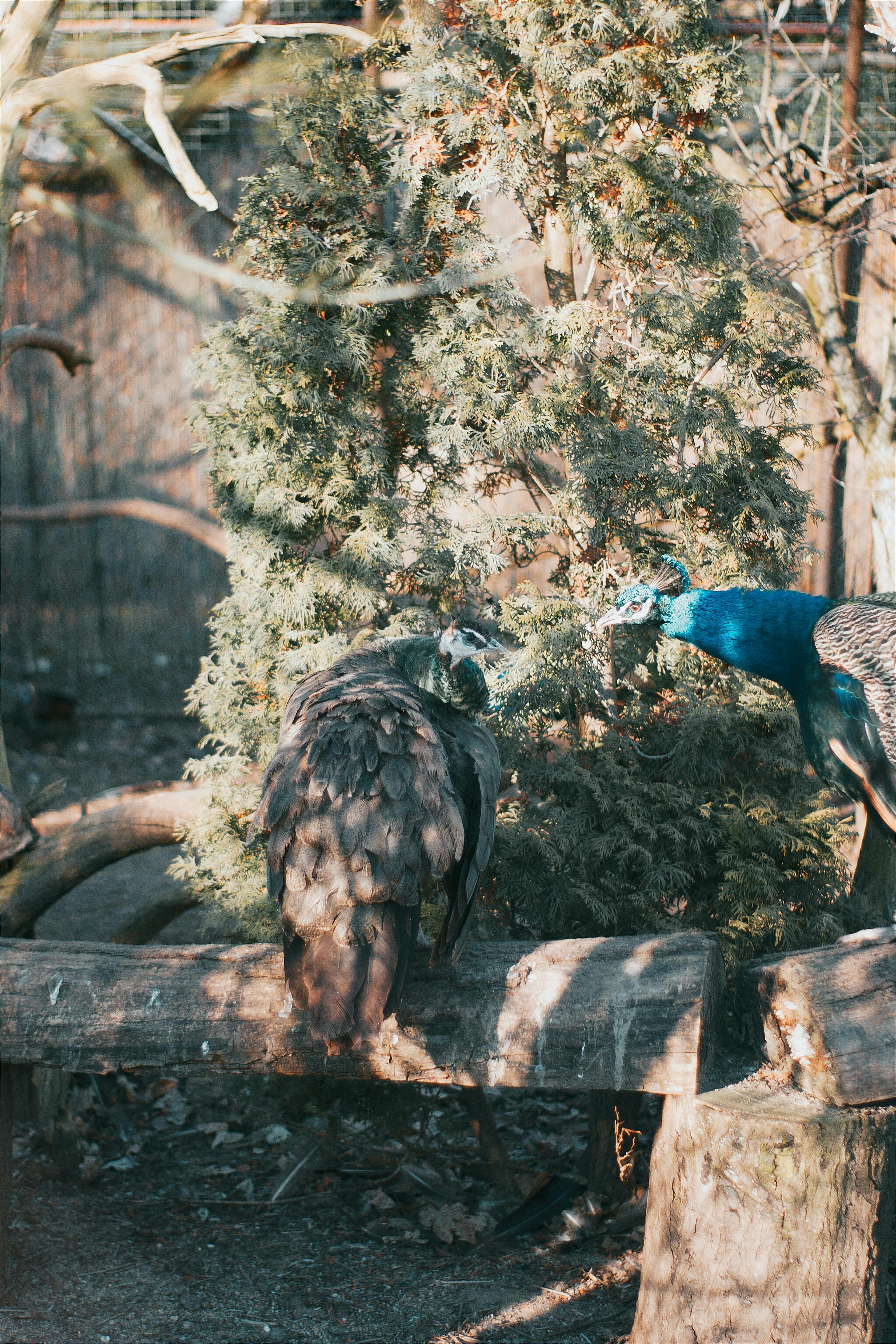 Peacocks in Zoo · Free Stock Photo