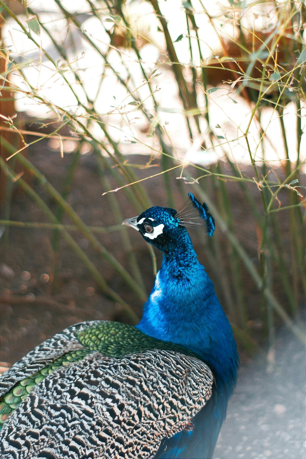 Peacock Full Photos, Download The BEST Free Peacock Full Stock Photos ...