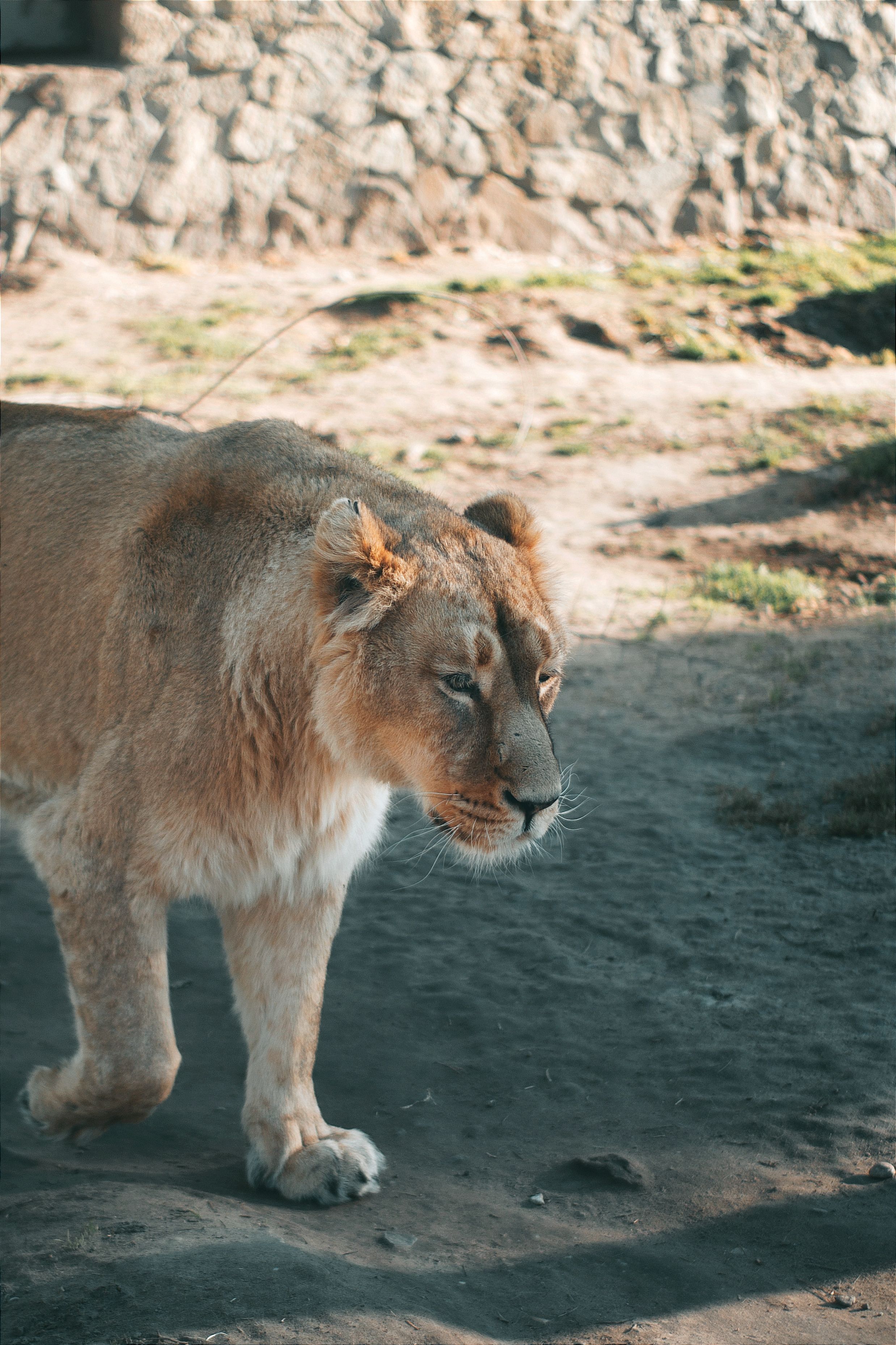 Lioness Walking in the Zoo Enclosure · Free Stock Photo