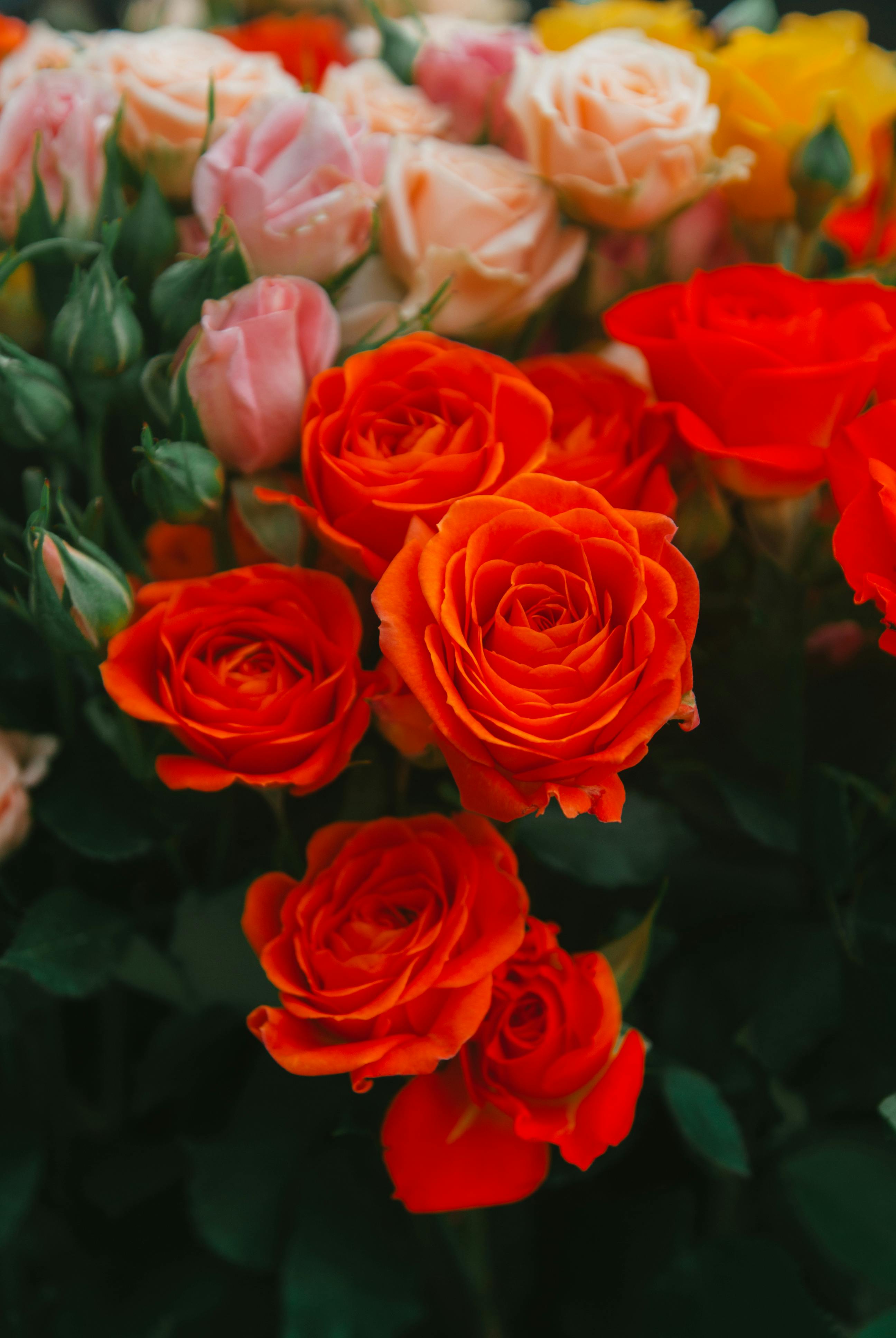 Close-up of Red Roses · Free Stock Photo