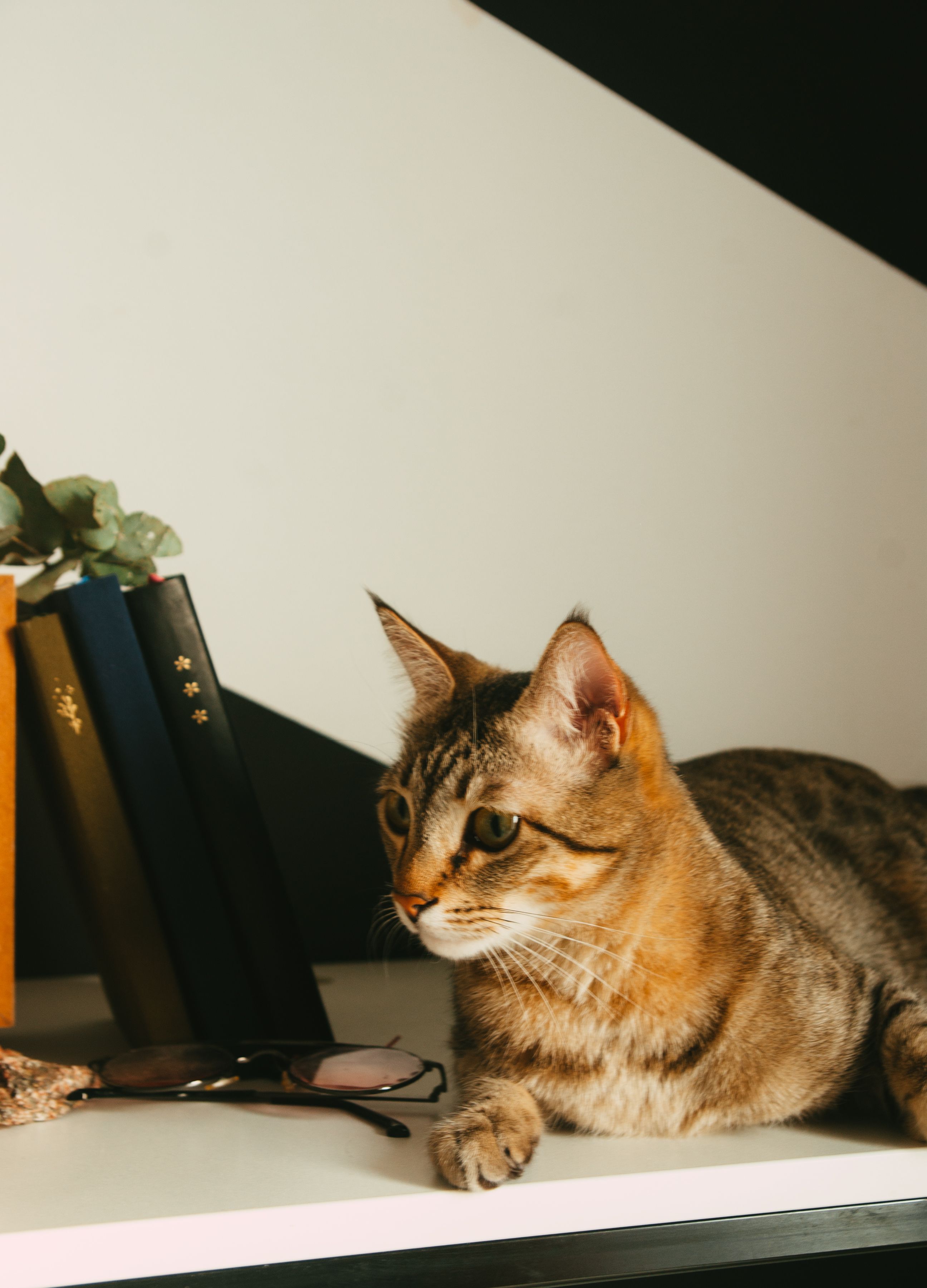 Cat on Shelf · Free Stock Photo